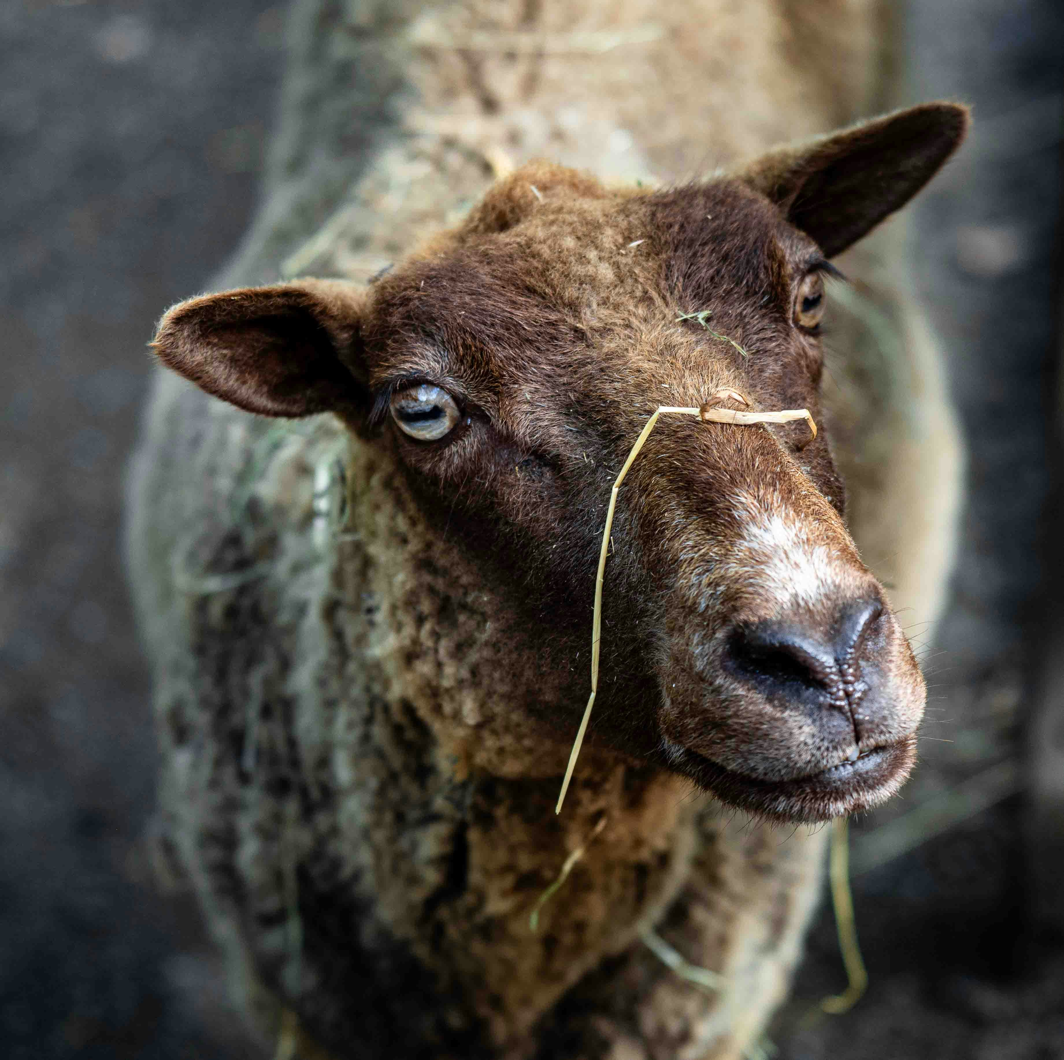 Curious Gaze Under a Weave of Hay