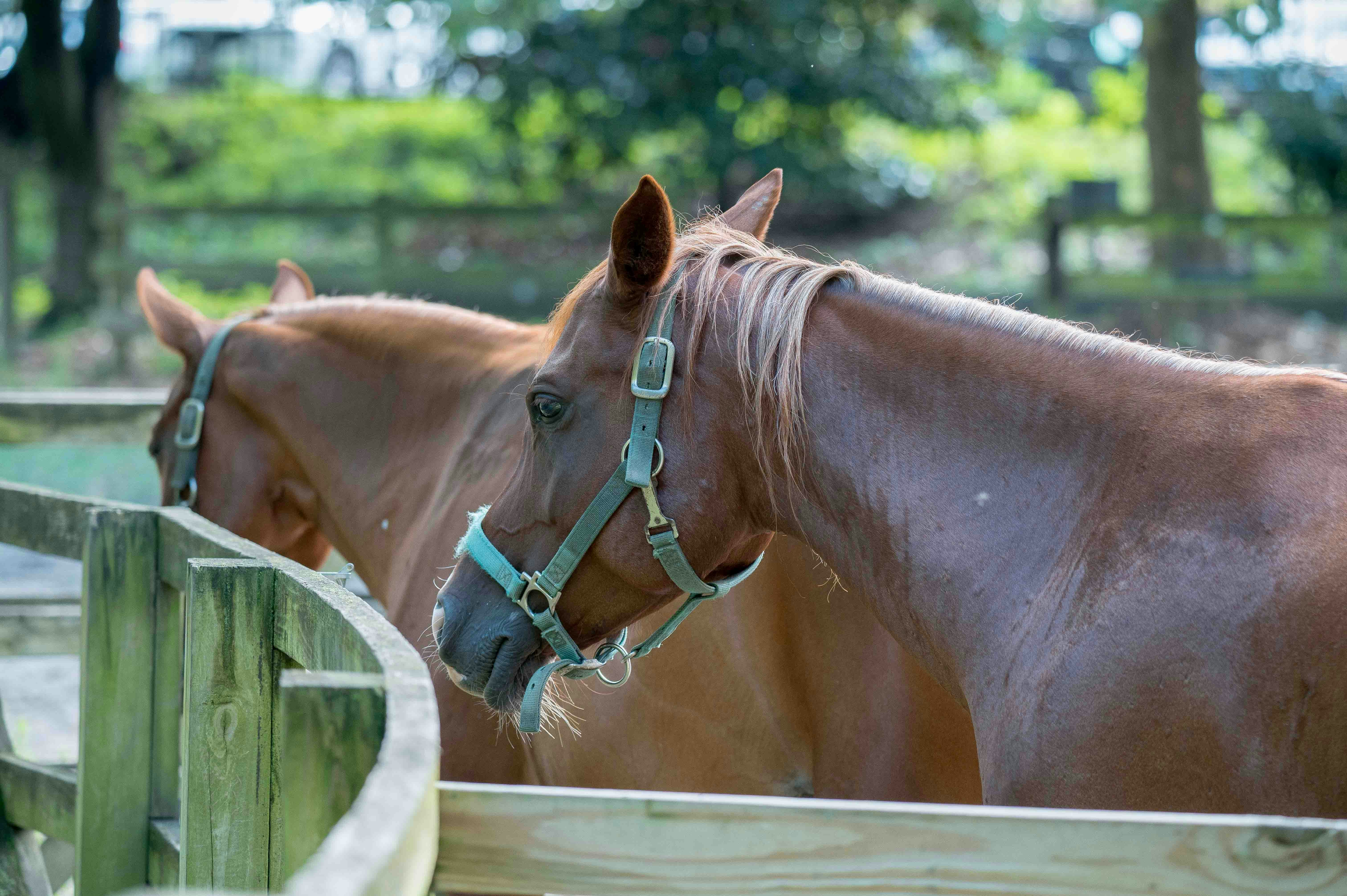 Gentle Grazing: Two Horses at the Fence Under Dappled Light