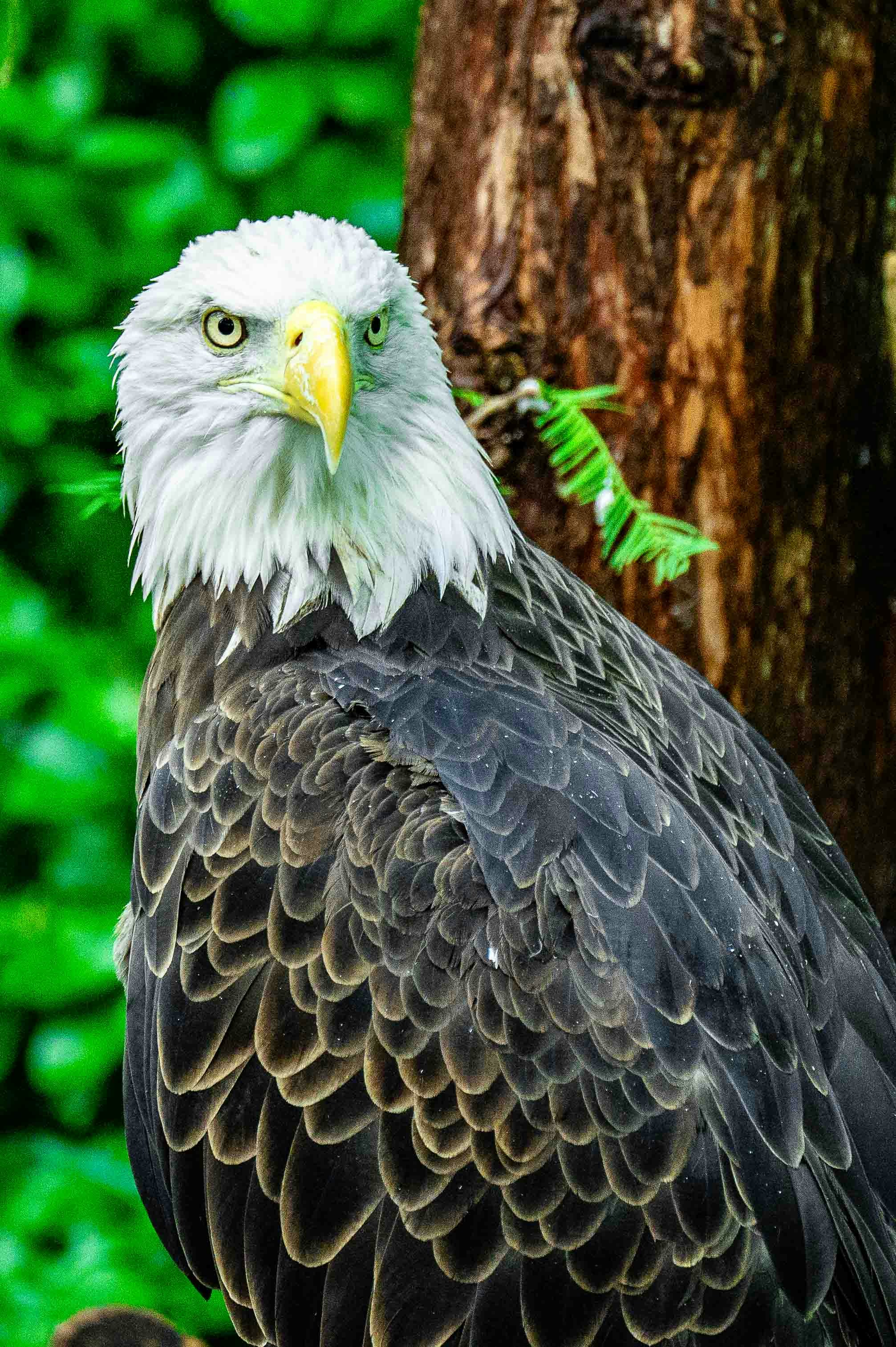 Wharfed Eagle in Focus: A Close Encounter with the Forest’s Sentinel