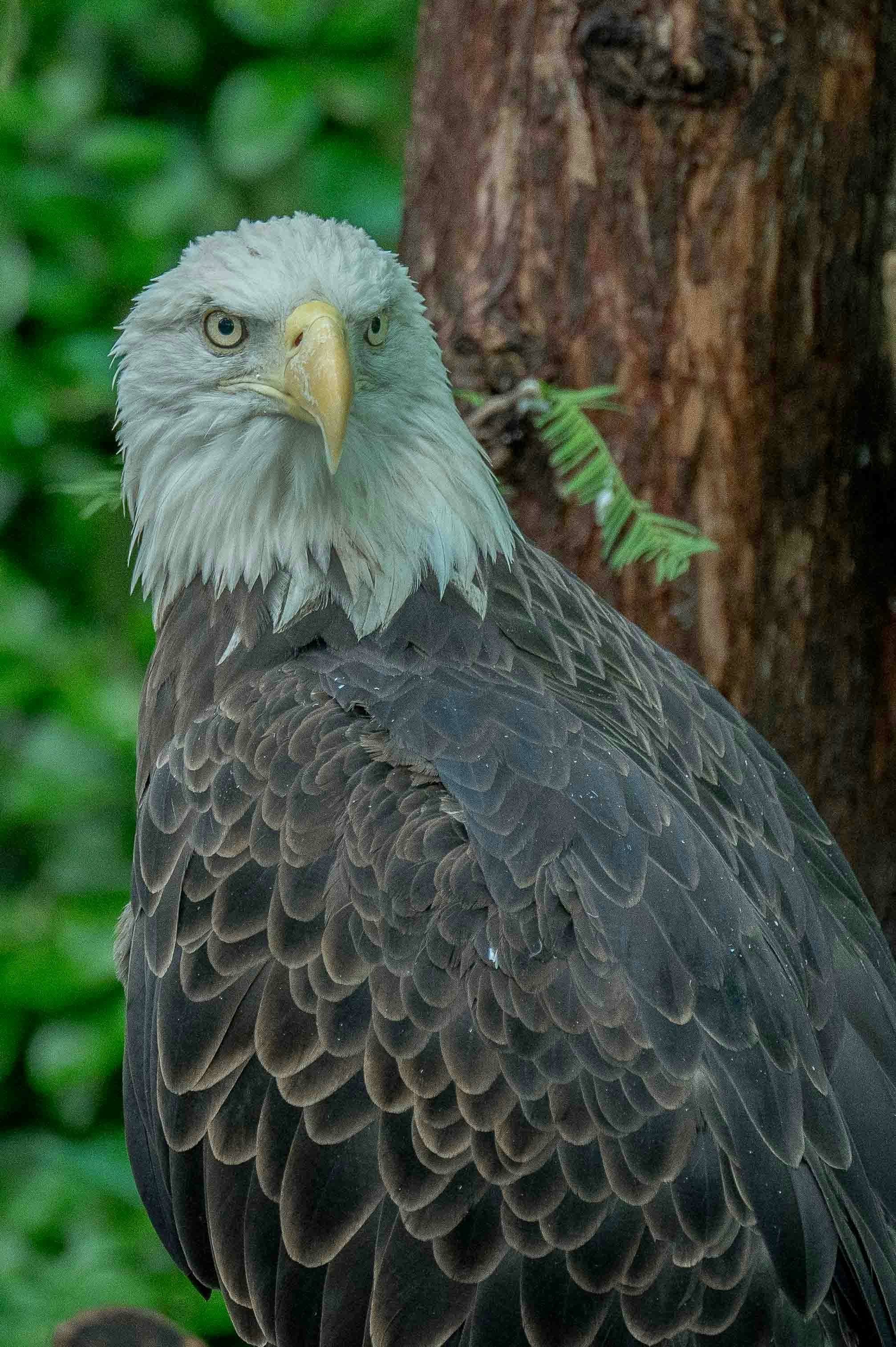 Majestic Gaze: A Bald Eagle Portrait Against a Forest Backdrop