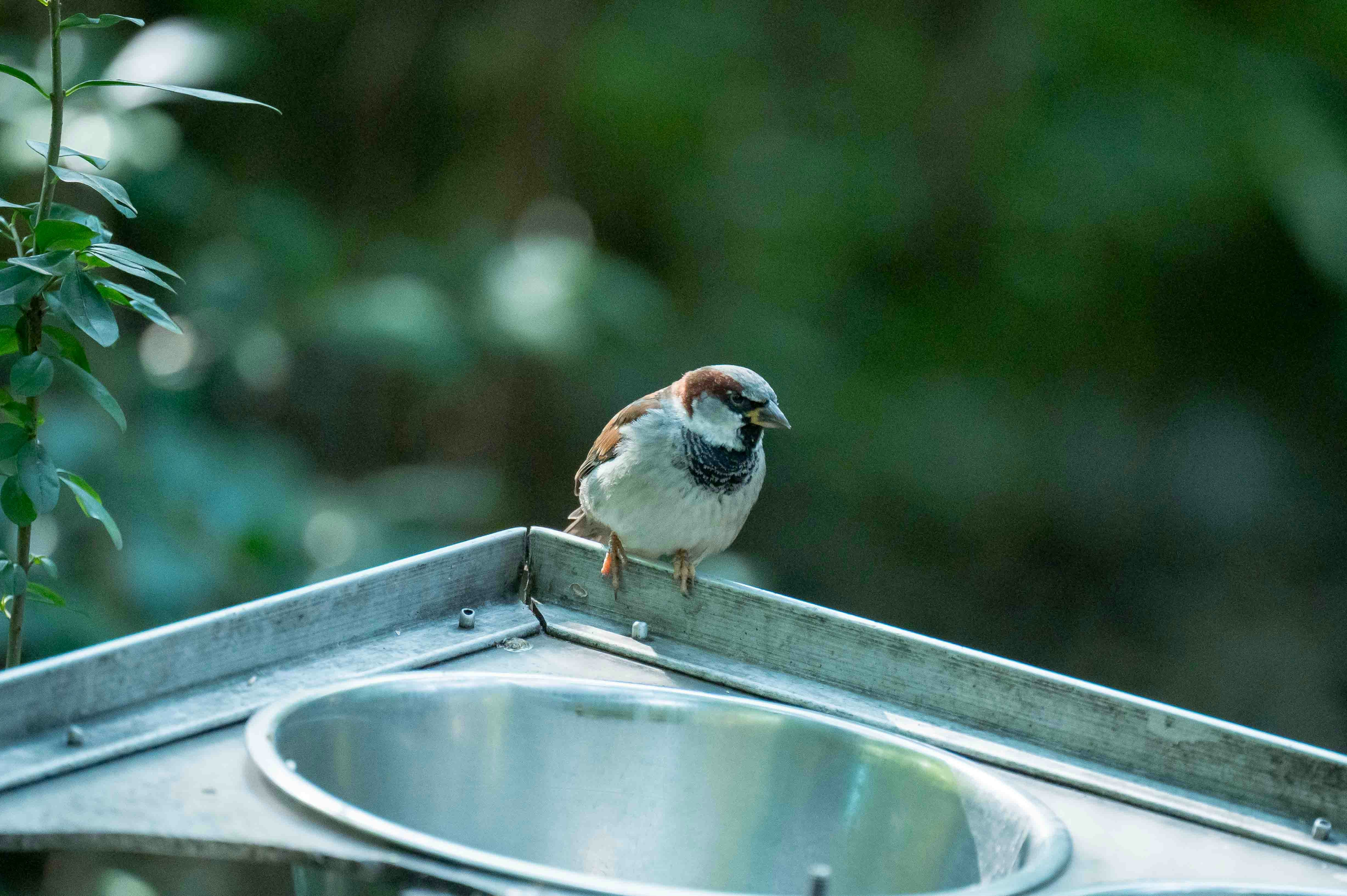 Perched on a Metal Edge: A Sparrow Watches Over the Garden