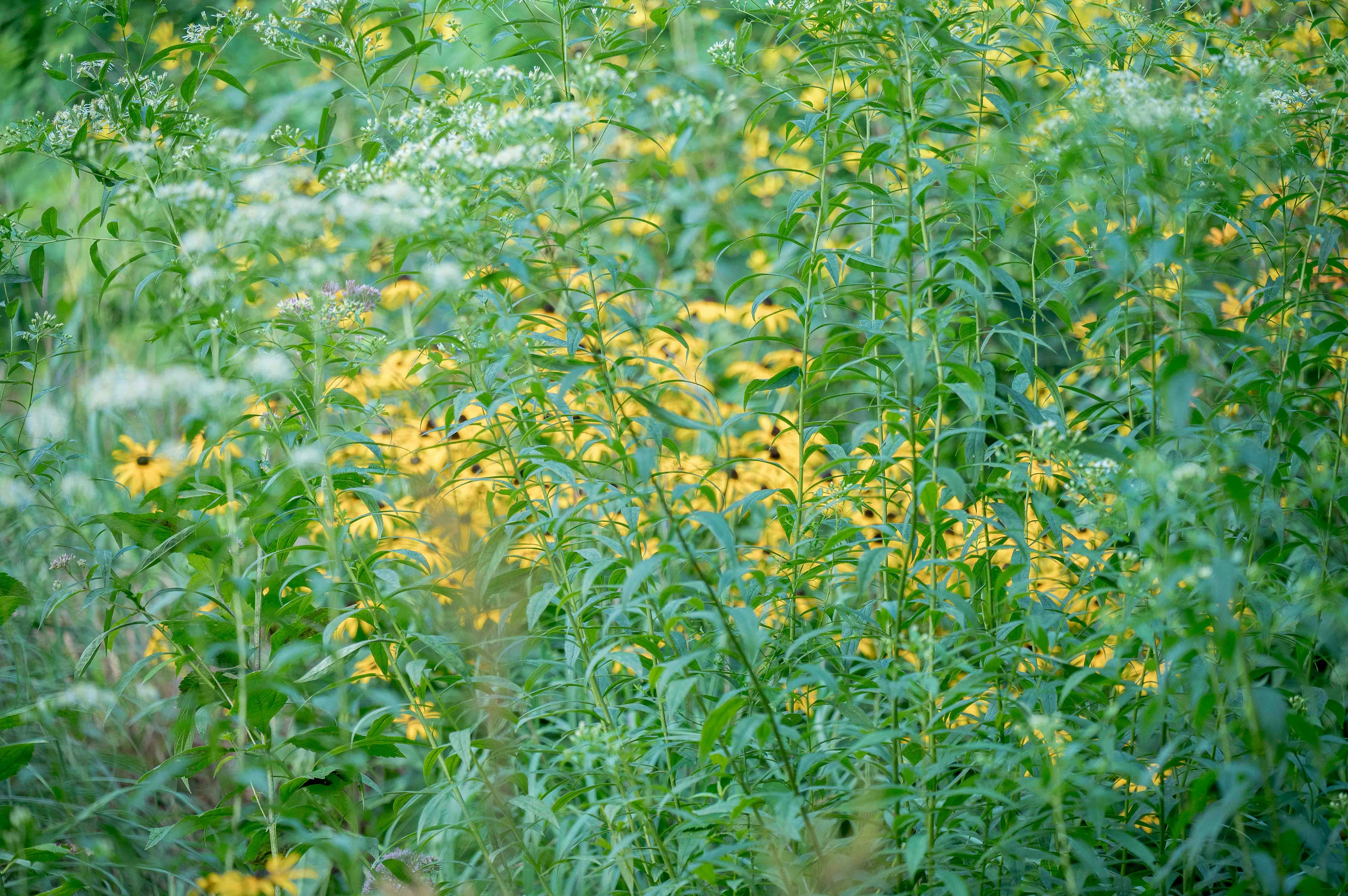 Sunlit Meadow in Blur: A Whisper of Yellow Amid Green