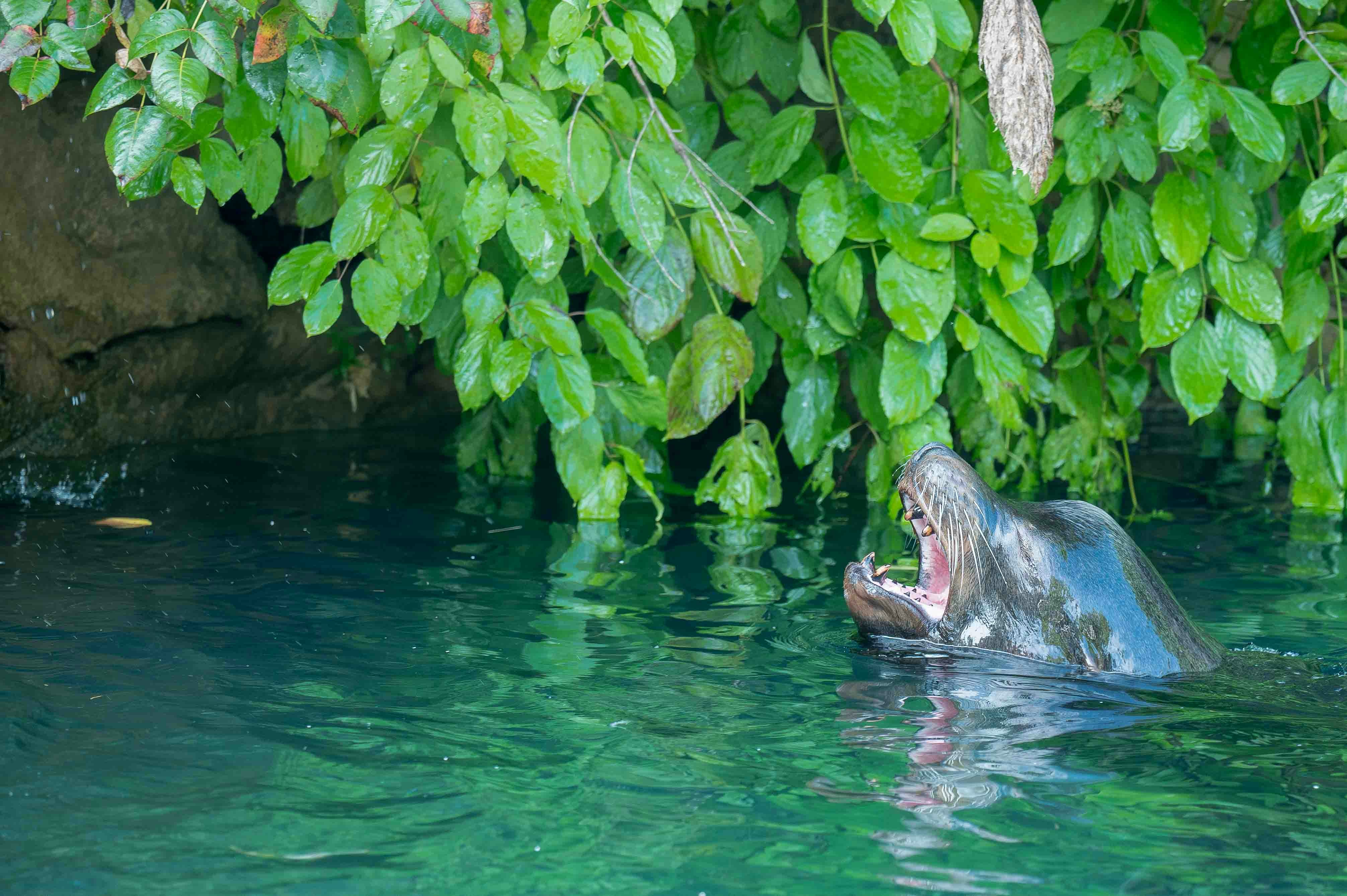 Underwater Predator at the Green Canopy