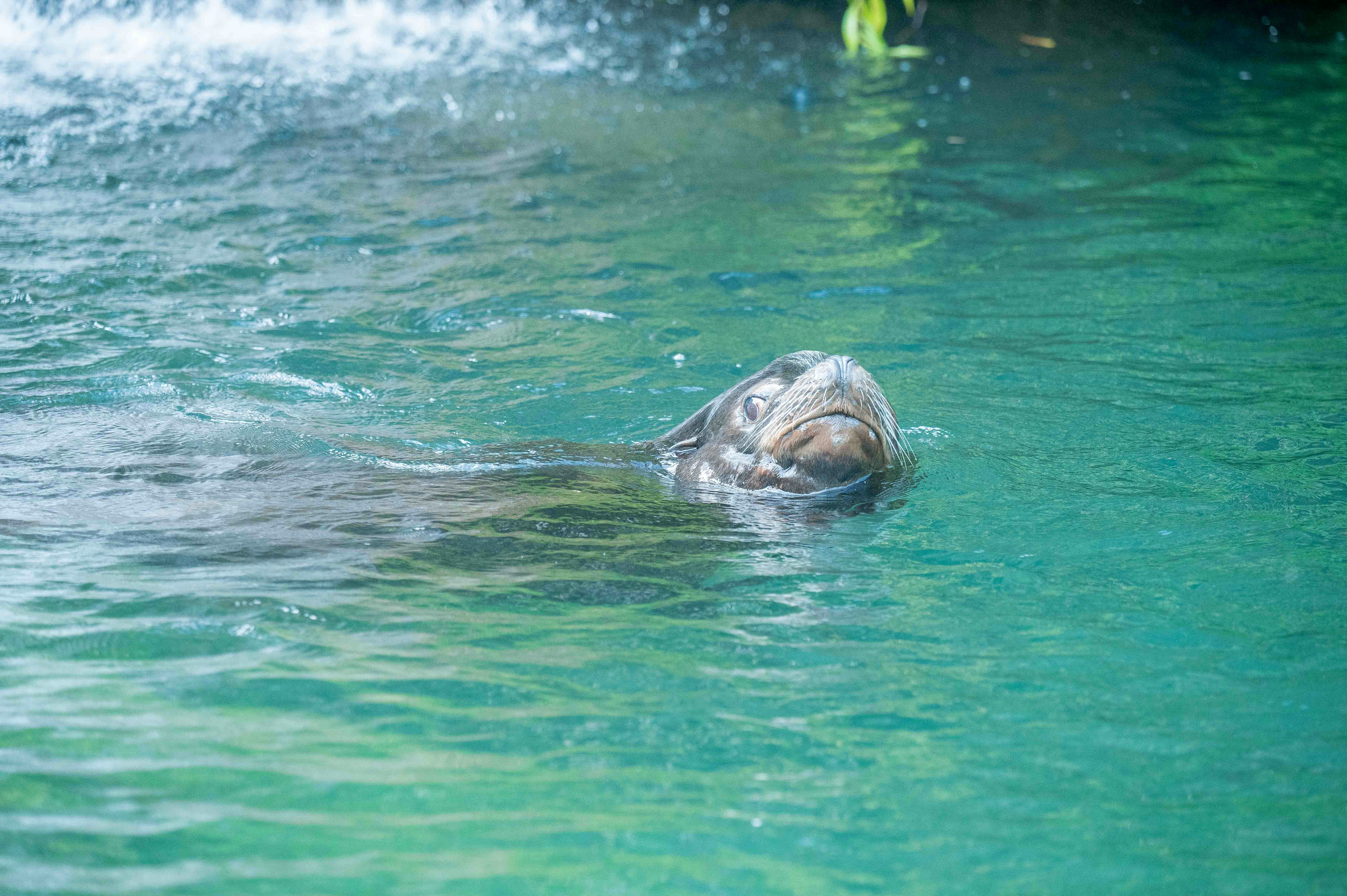 Sea Lion’s Quiet Return to Bright Blue Waters