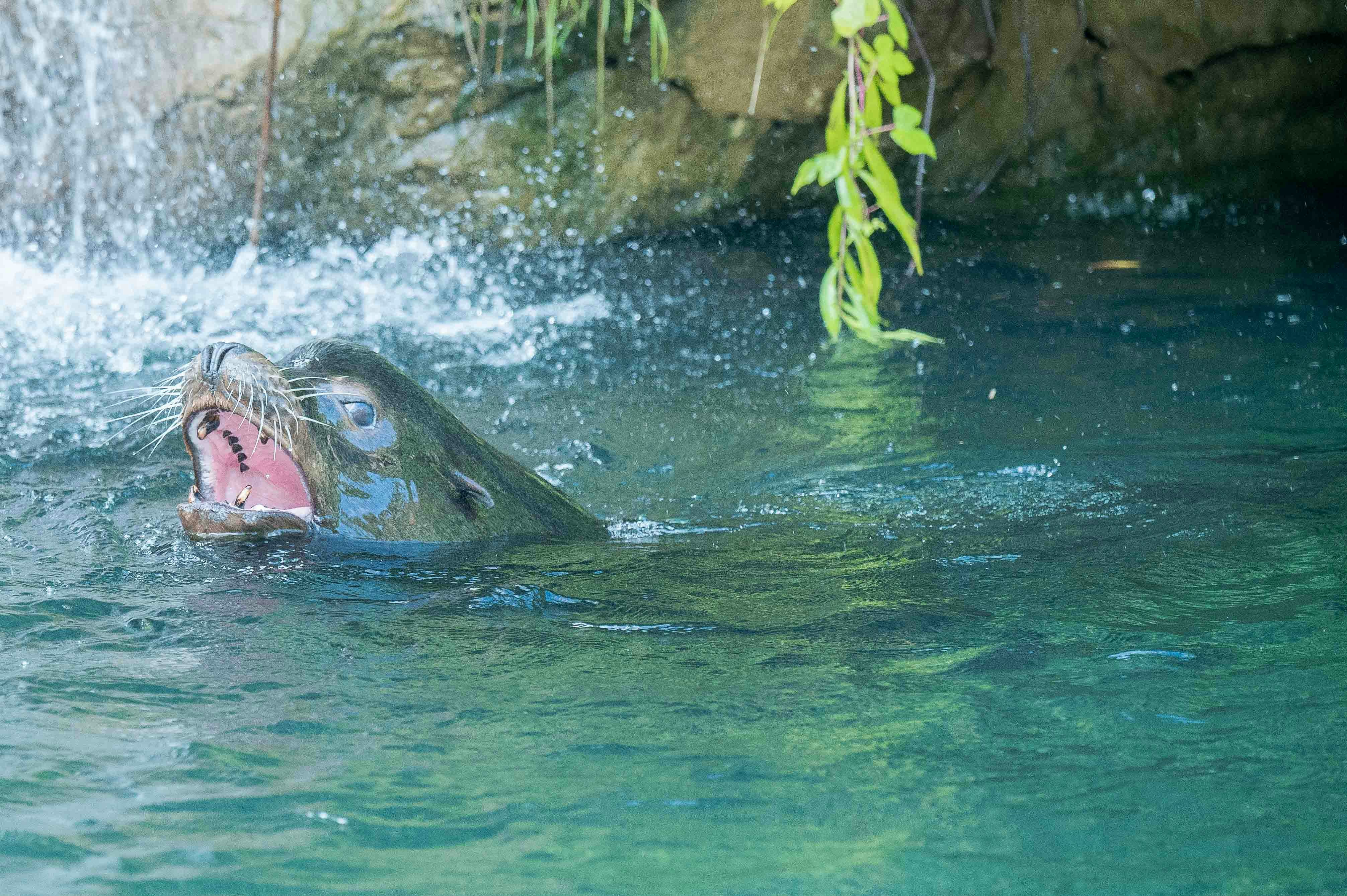 Ambush at the Blue Rim: Croc Breach Above the Glassy Pool