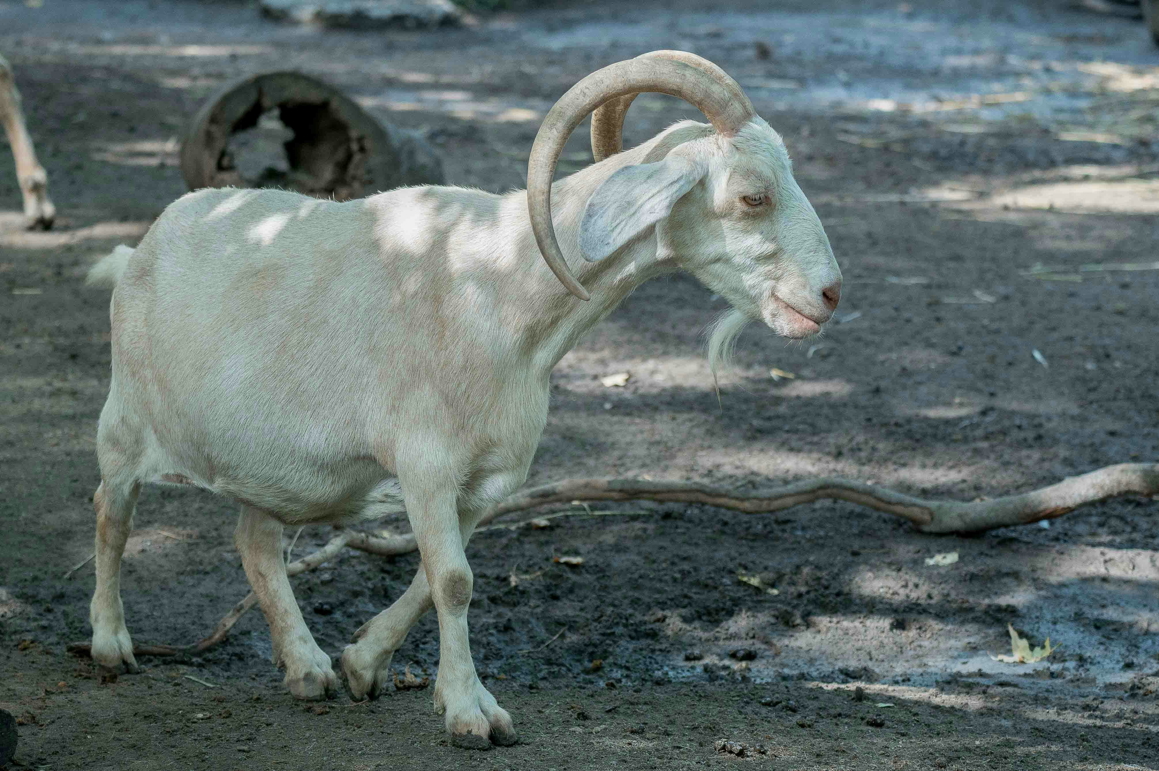 White Ram in Chalky Shadowed Yard