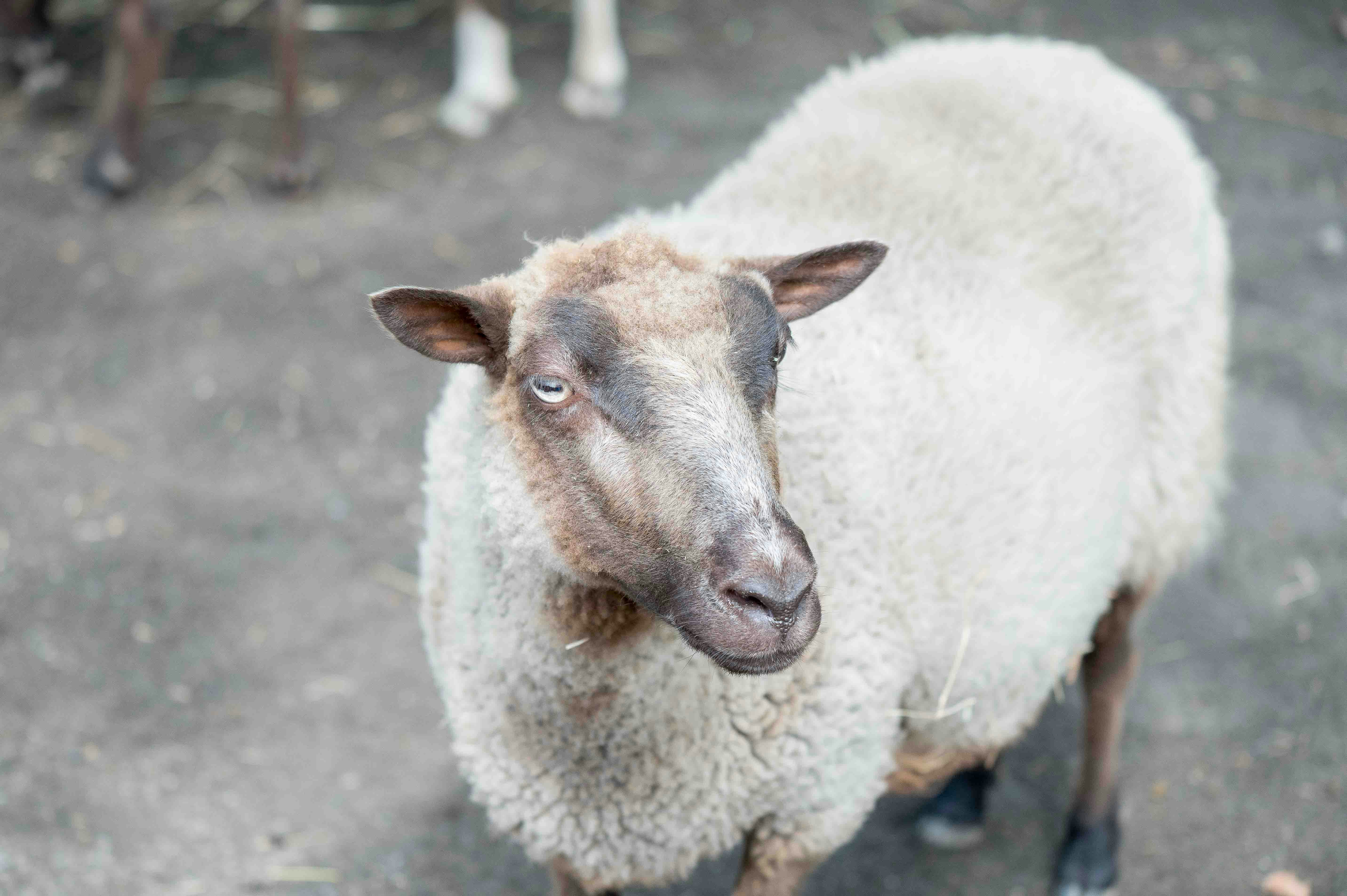 Curious Ewe Gaze in Soft Morning Light