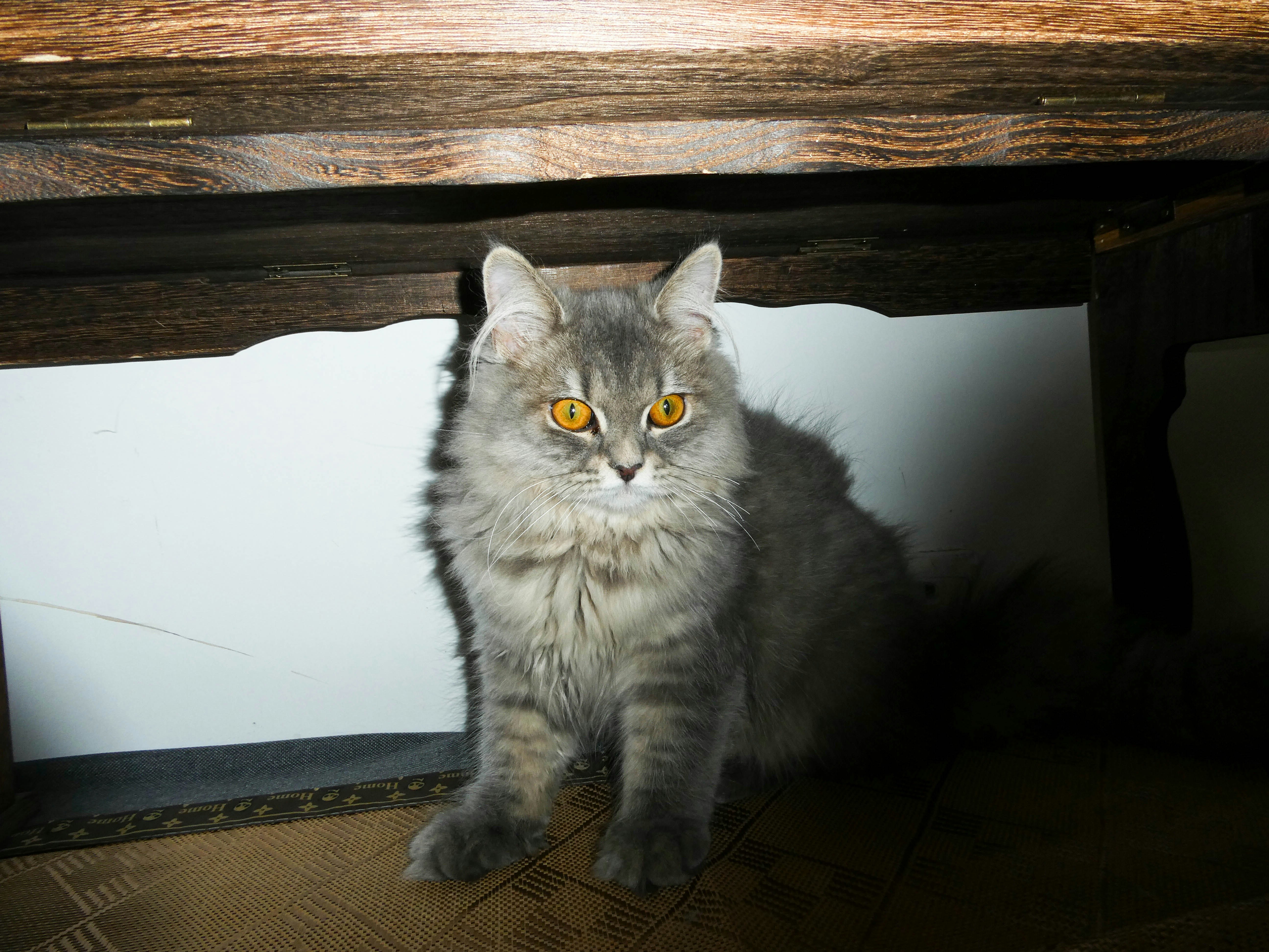 A fluffy grey cat with bright orange eyes under a wooden table
