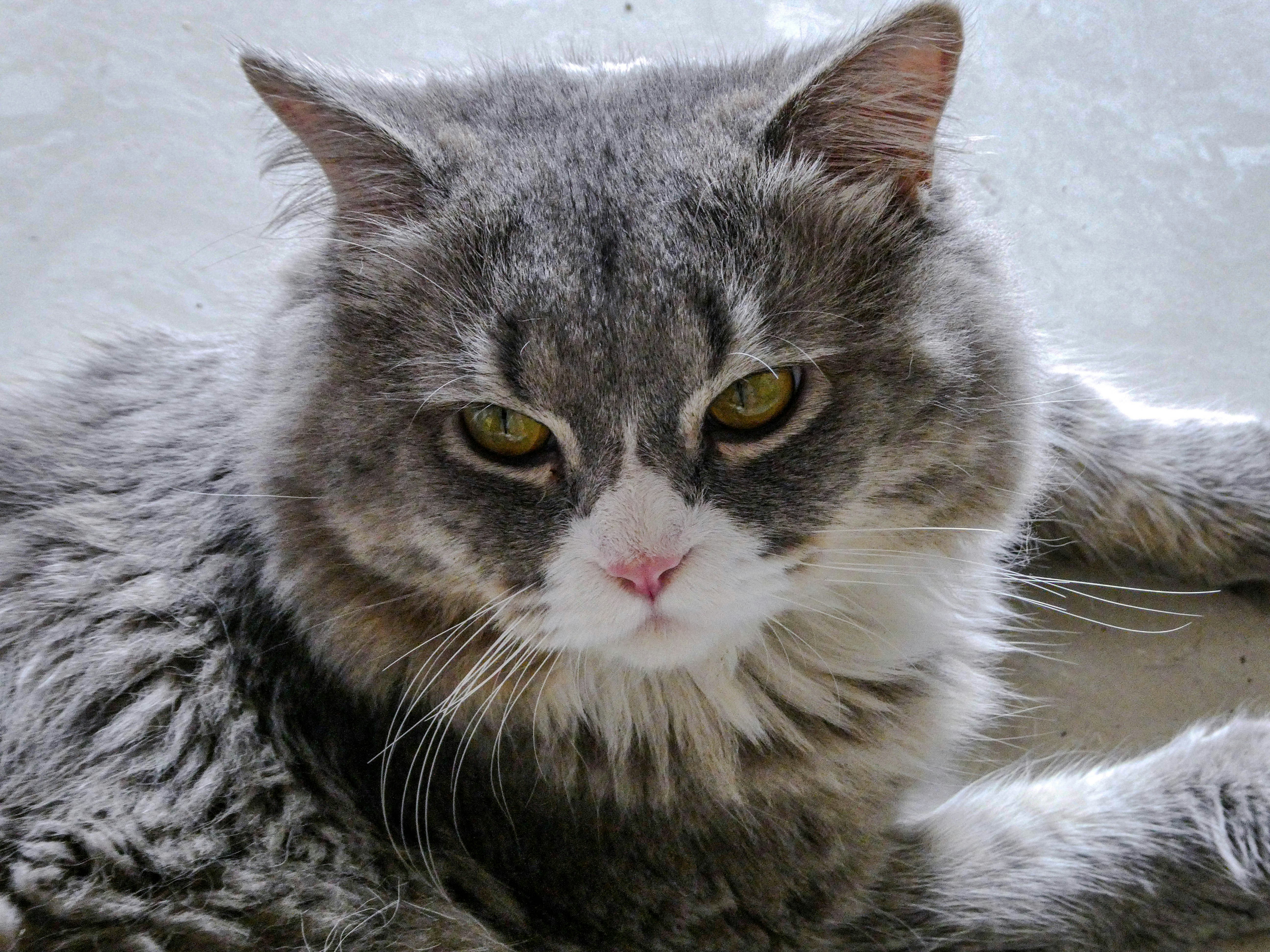 Midnight Whiskers: Quiet Gaze of a Gray Cat