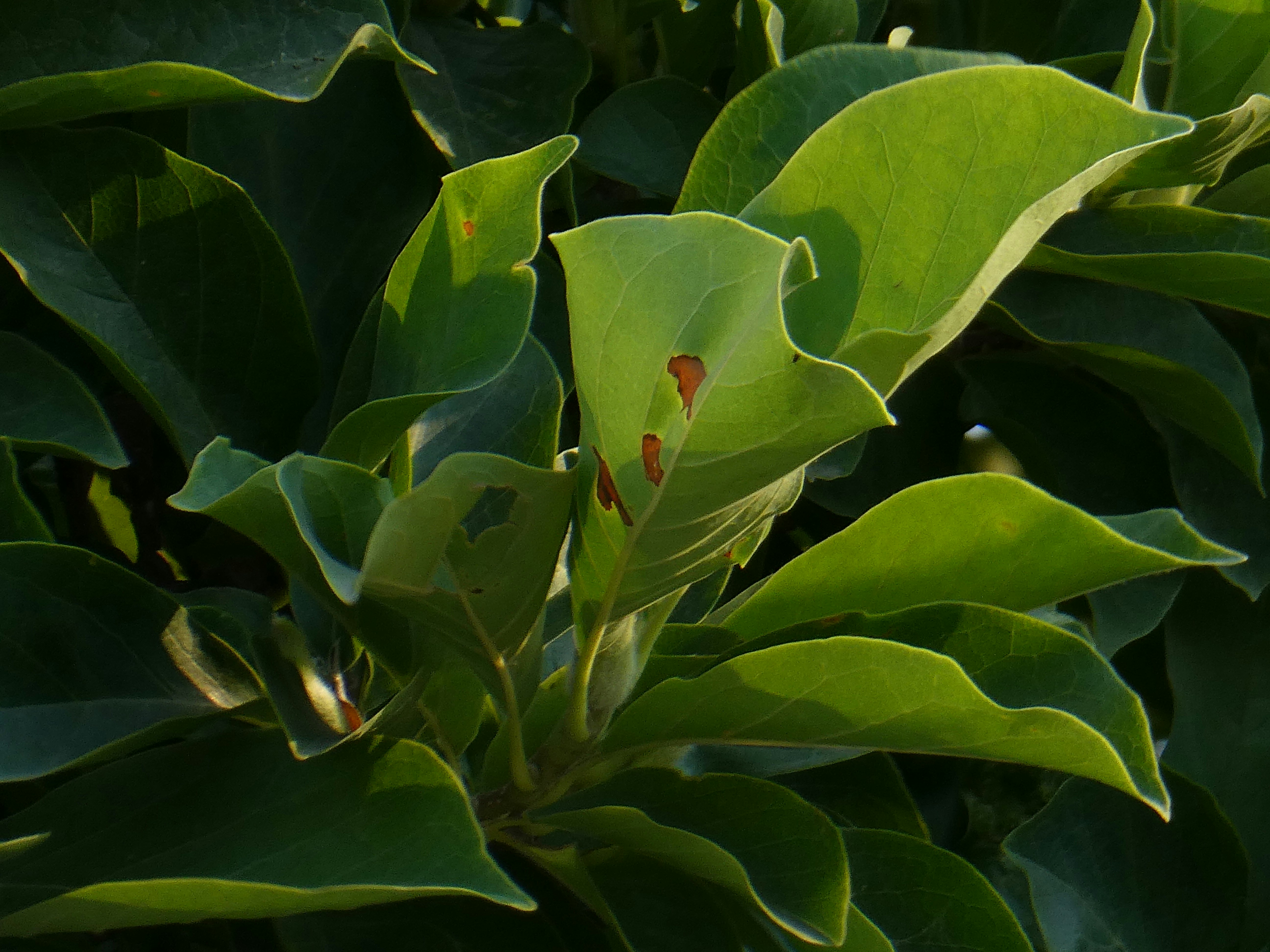 Emerald Spiral: Close Camellia Leaves in Soft Sunlight