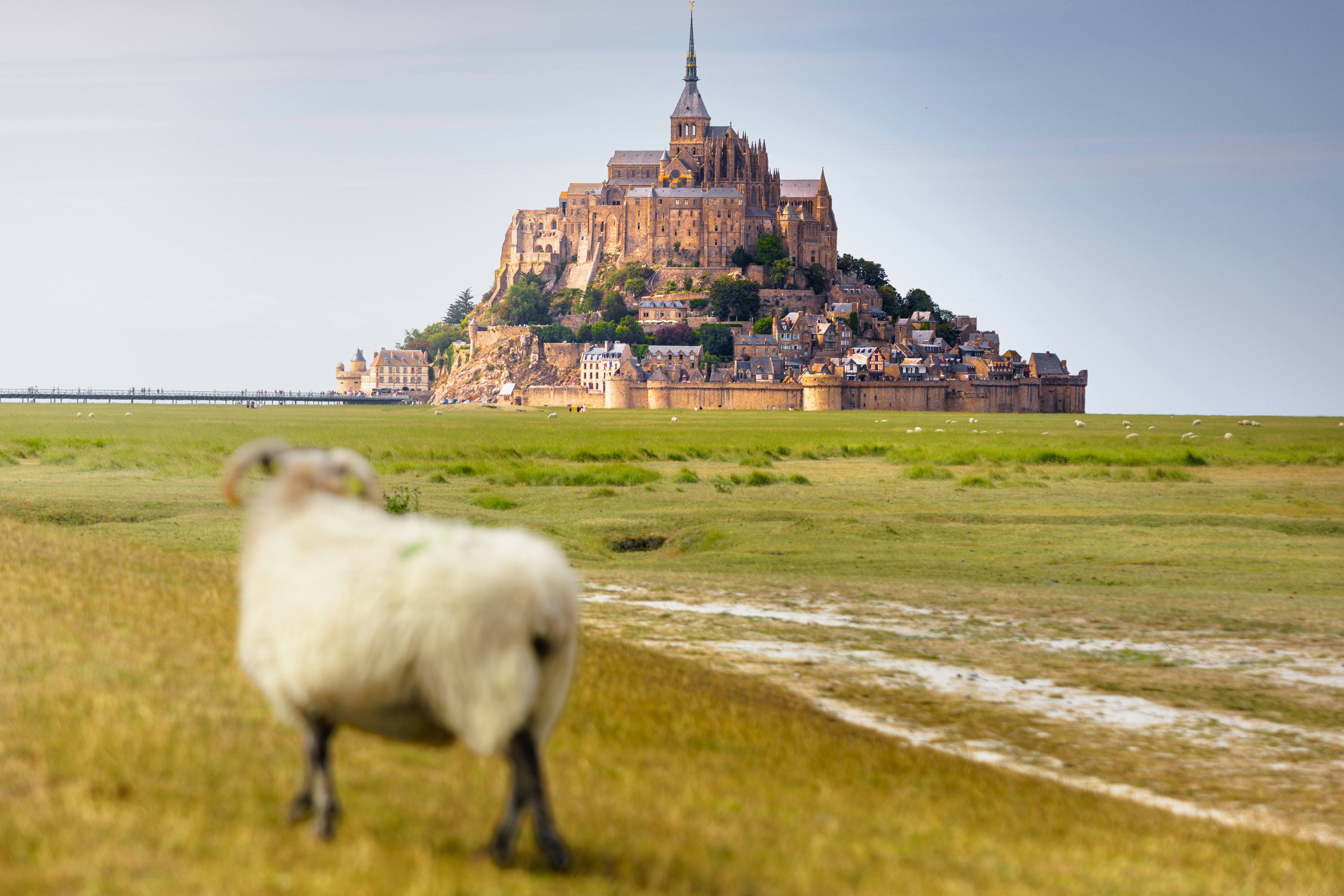Sheep in the foreground with Mont Saint-Michel rising in the distance on a clear day.