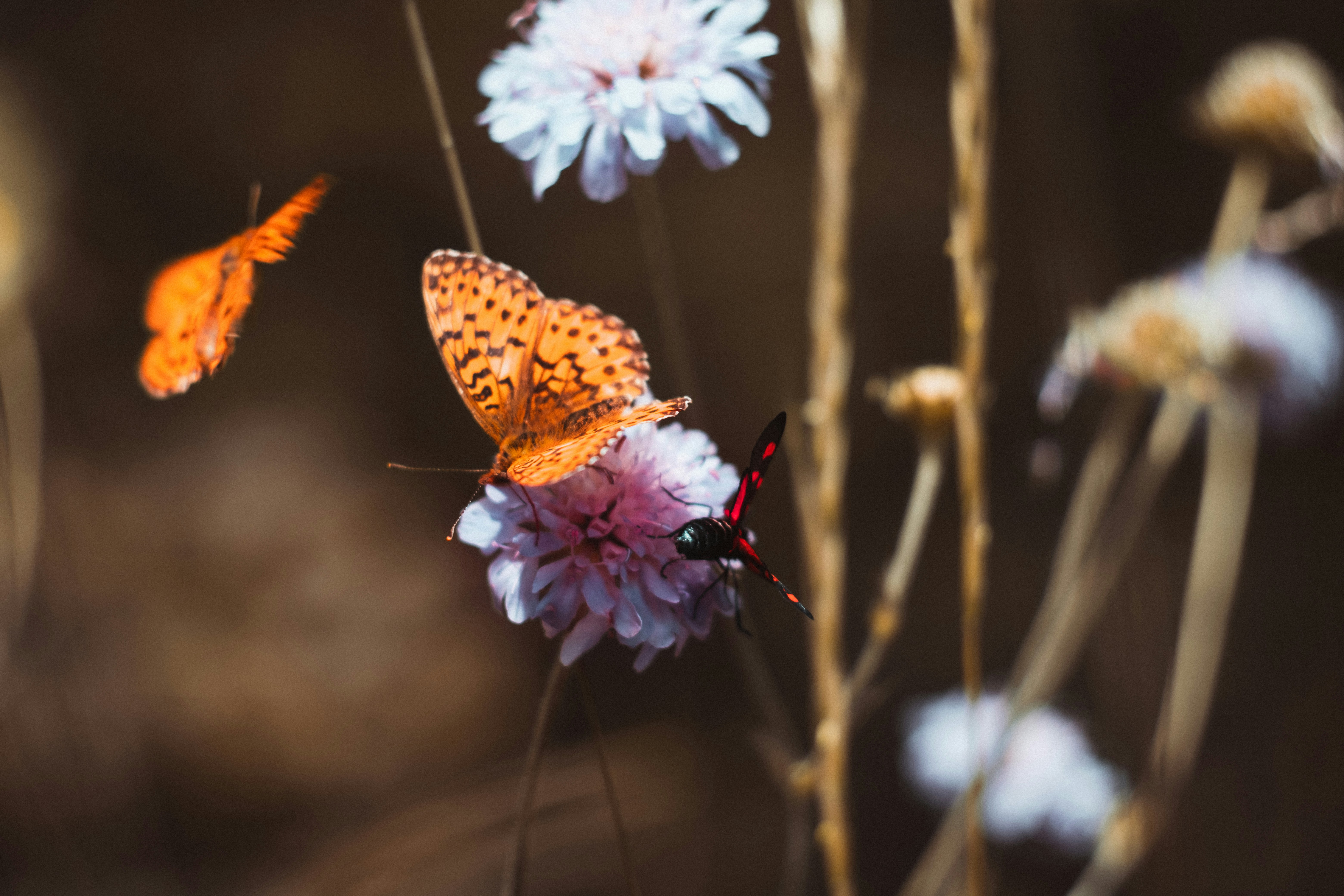 Butterflies on a Twilight Bloom