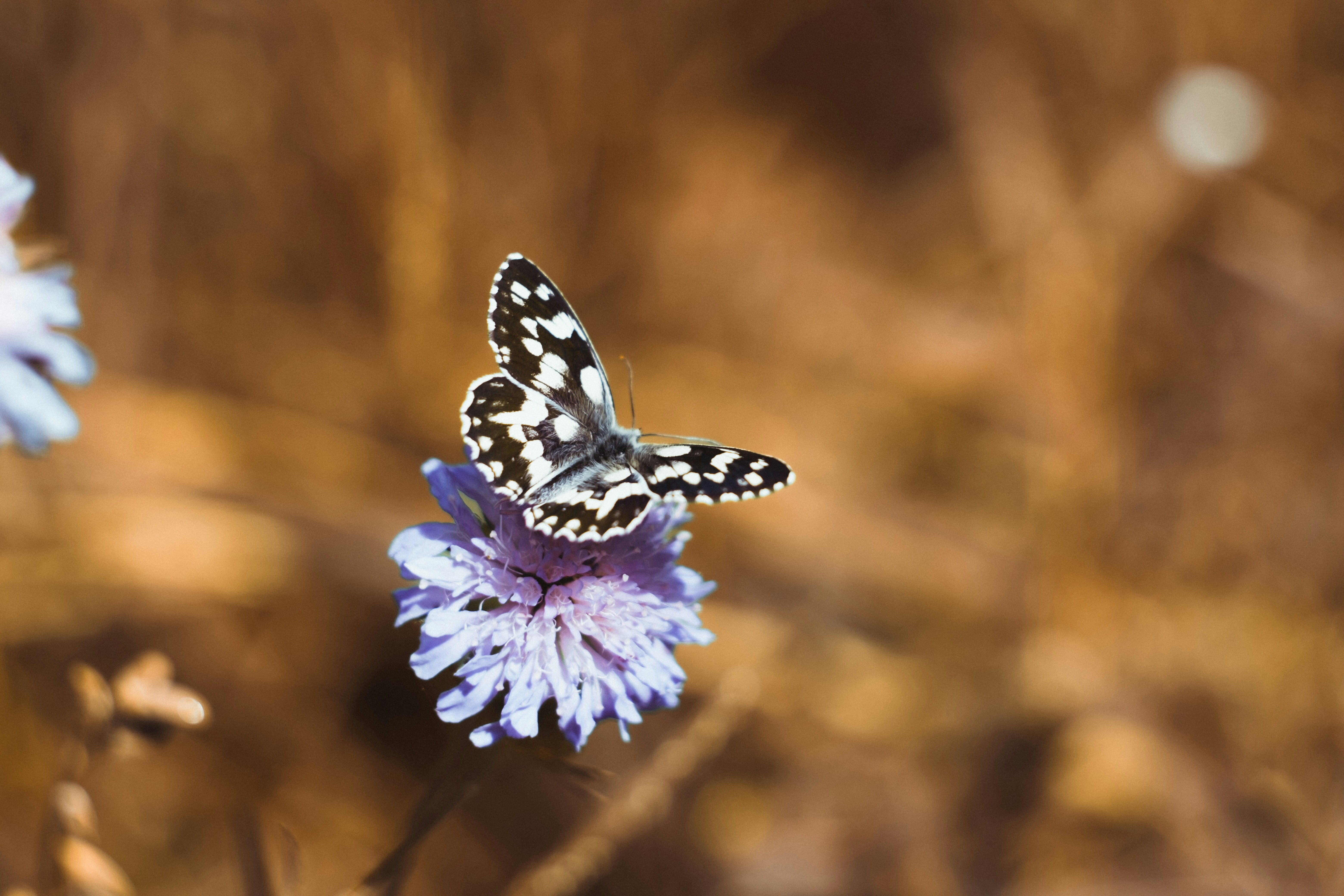 Monarch on a Meadow Crown