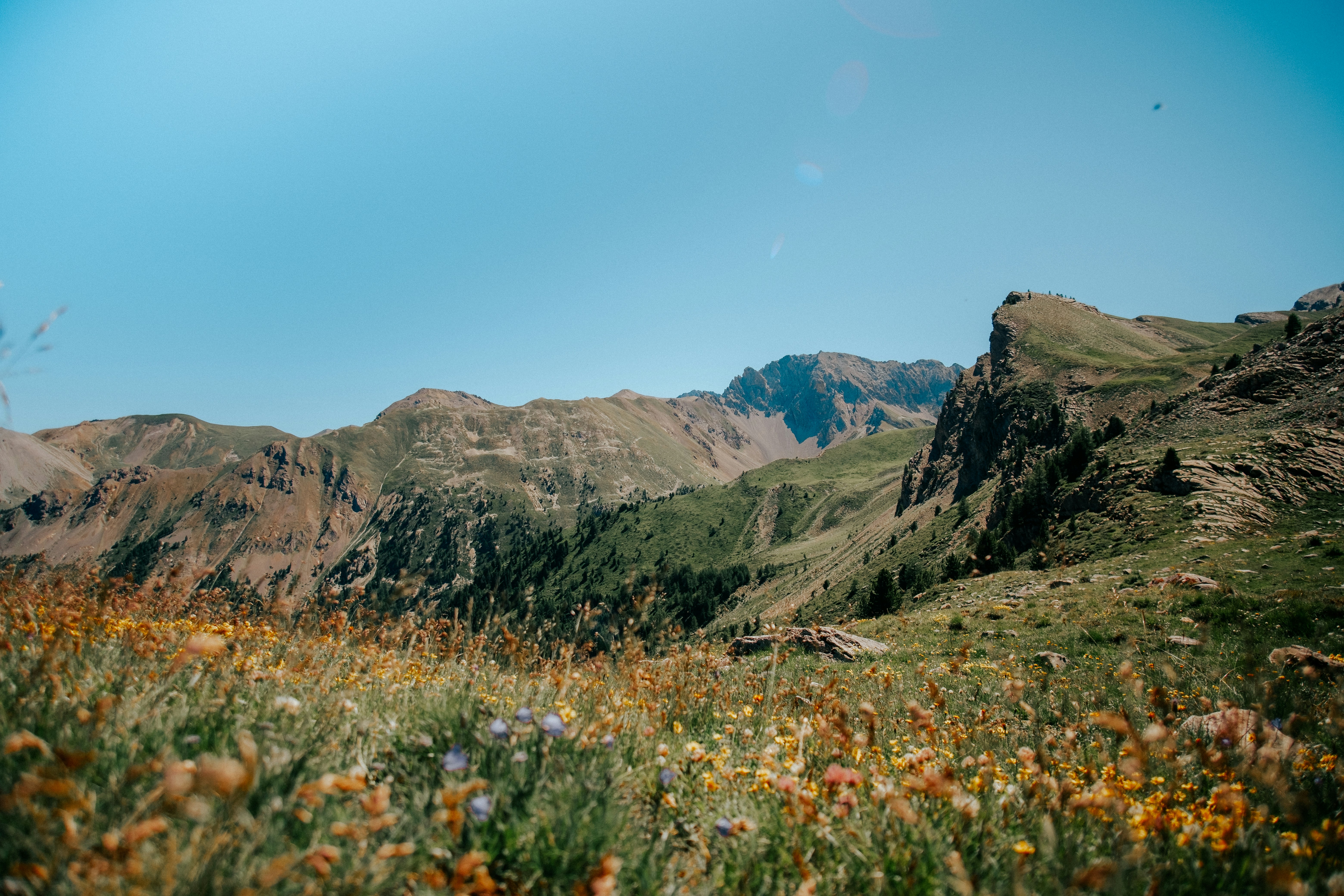 Bellflower Meadow Beneath Alpine Skies