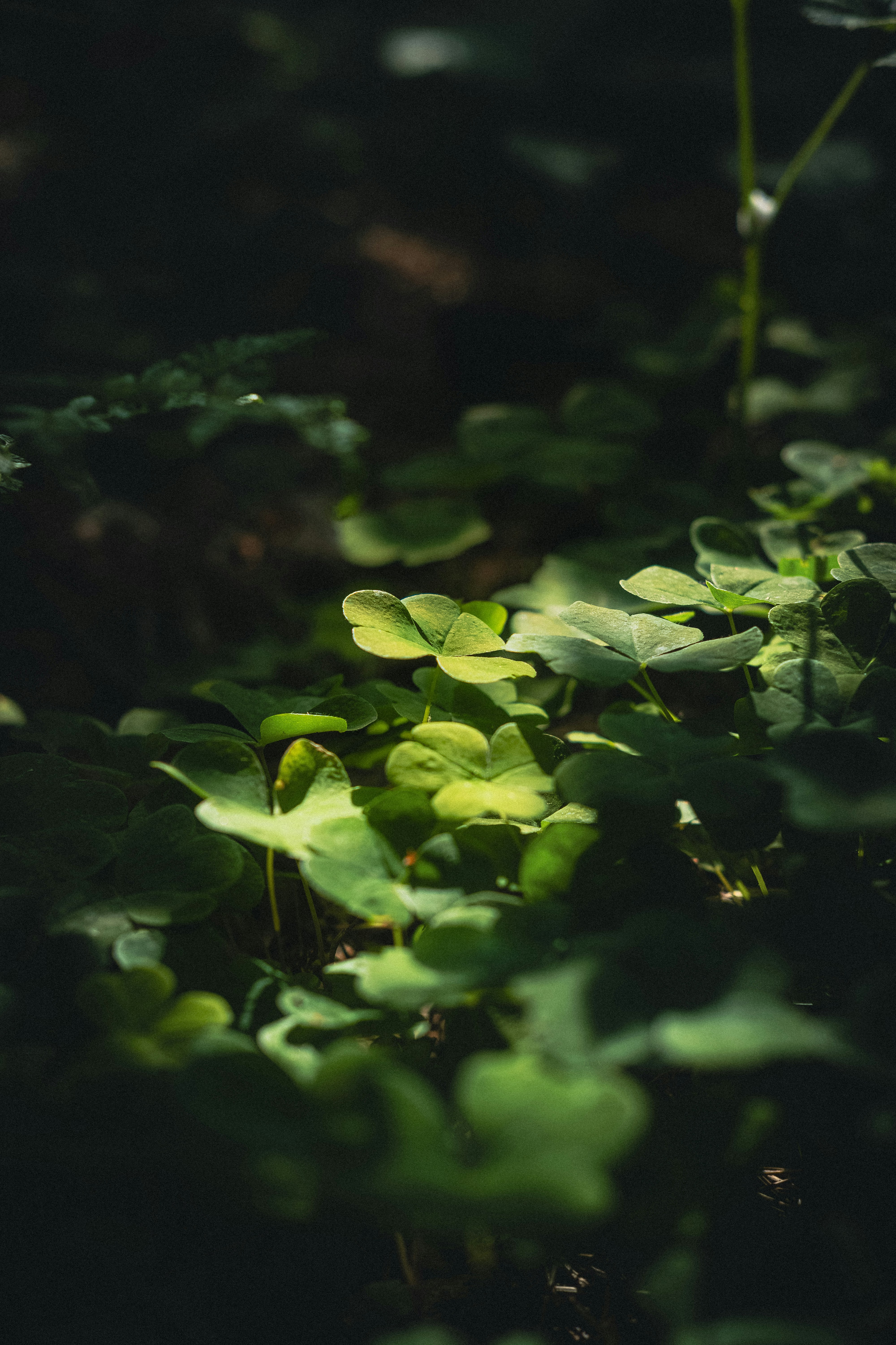 Sun-dappled green leaves rise from a dim forest floor, with focused light highlighting the foreground foliage. A tranquil close-up captures texture and depth in the low-contrast undergrowth.