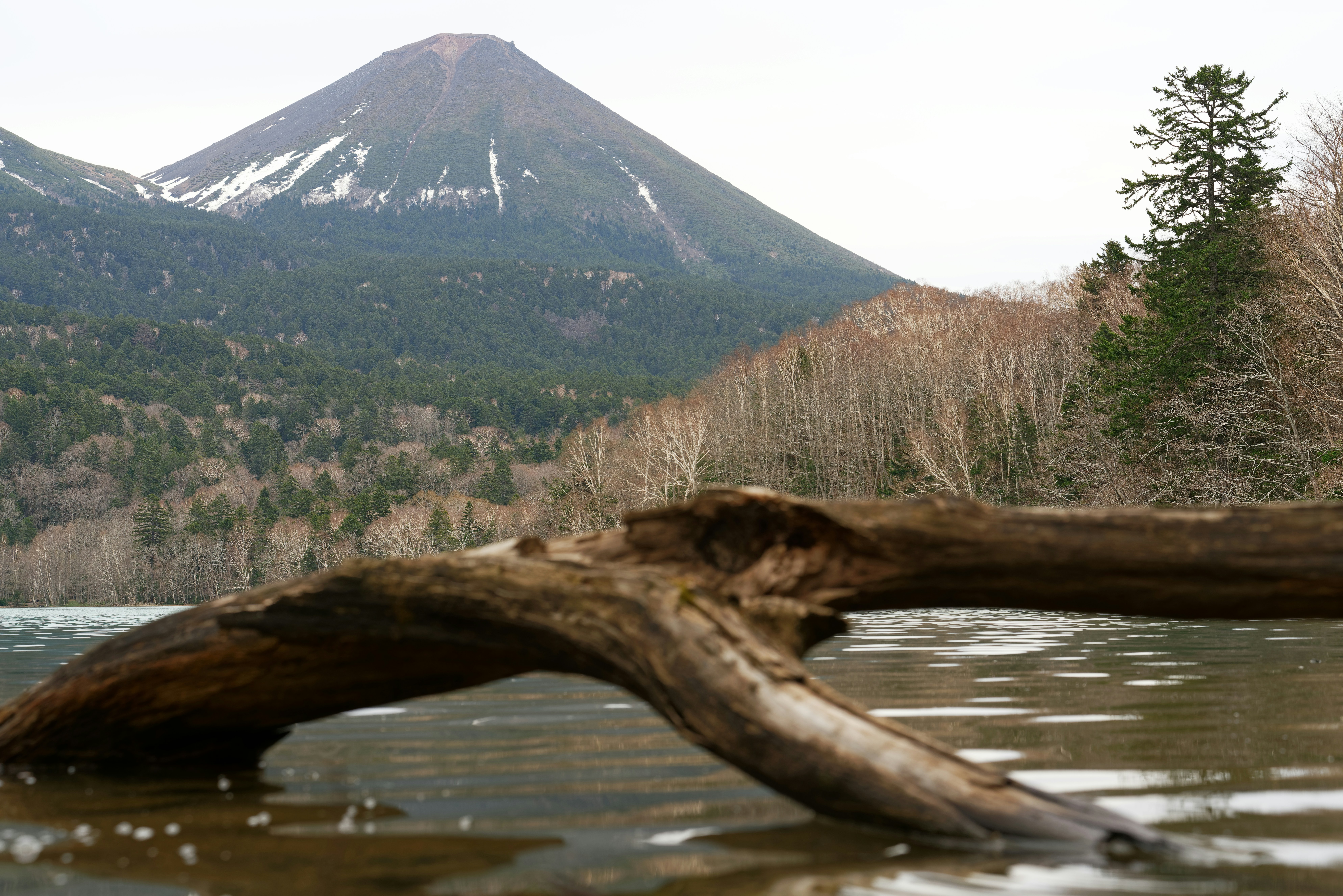Forested Dome Across Quiet Waters with Weathered Driftwood