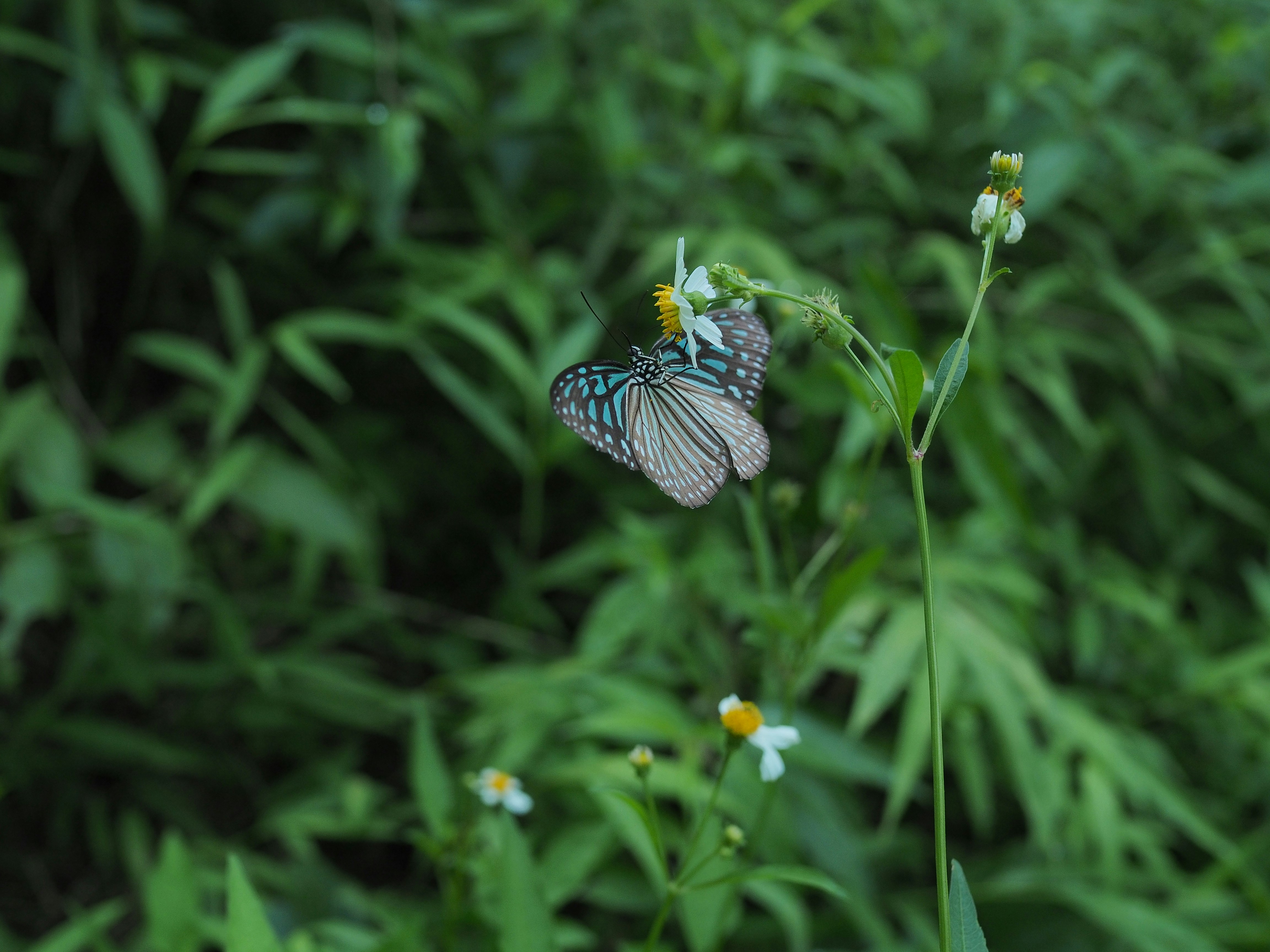 Azure Wing on Wildflower: A Moment in the Meadow