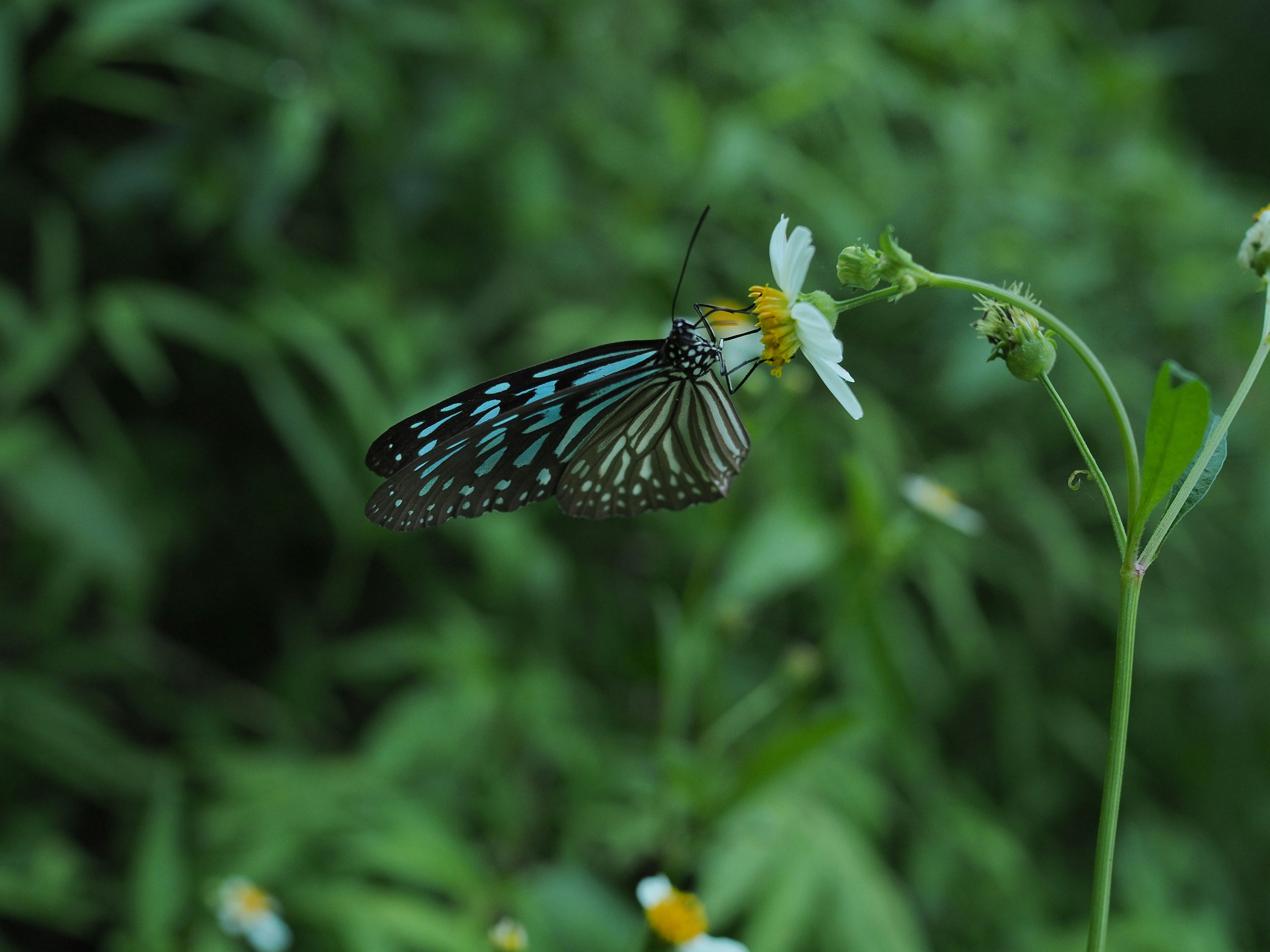 Blue-flowered Butterfly Quietly Drinks Nectar by a White Daisy
