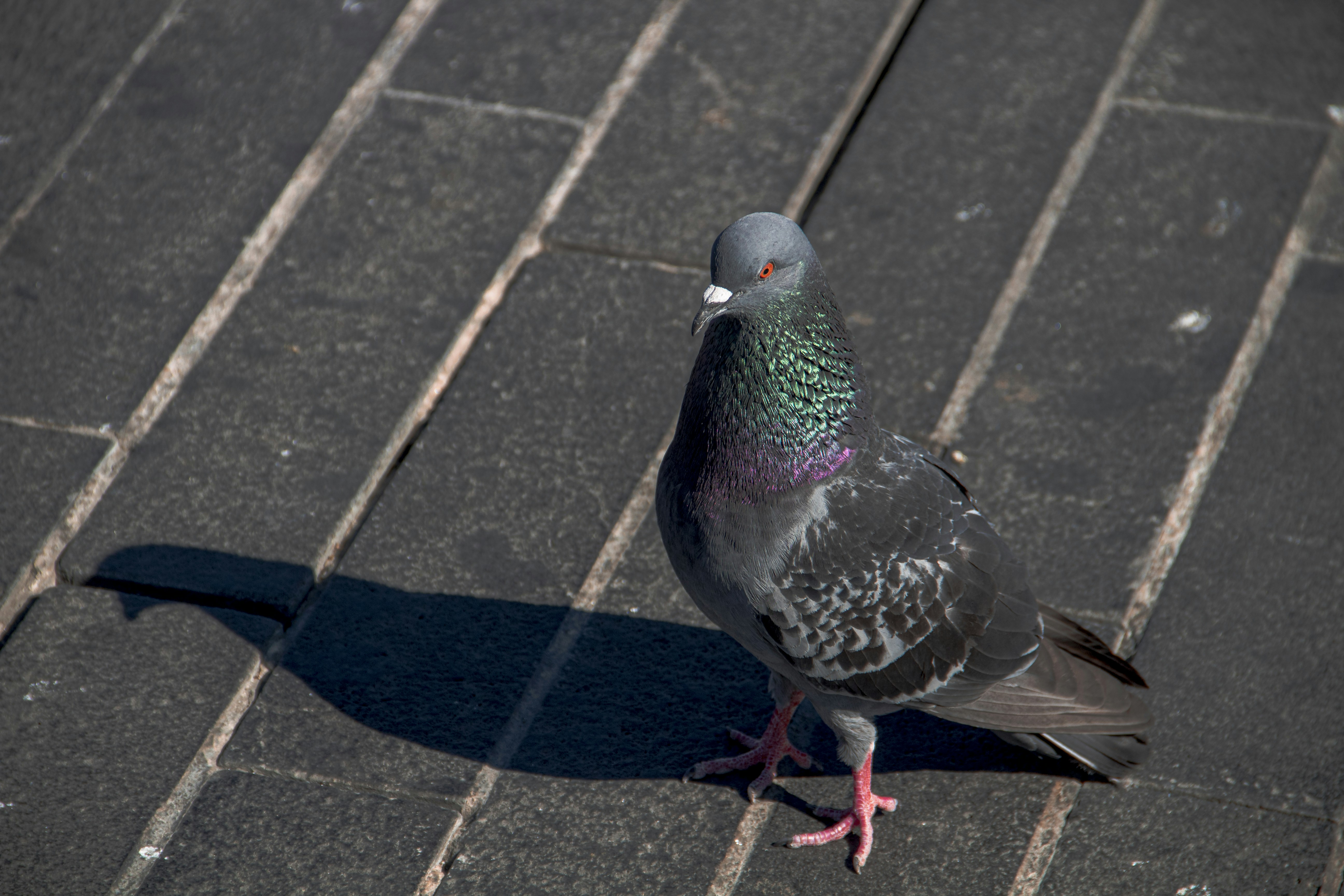 Urban Pigeon Portrait: Steel-gray Plumage and Sunset Shadow