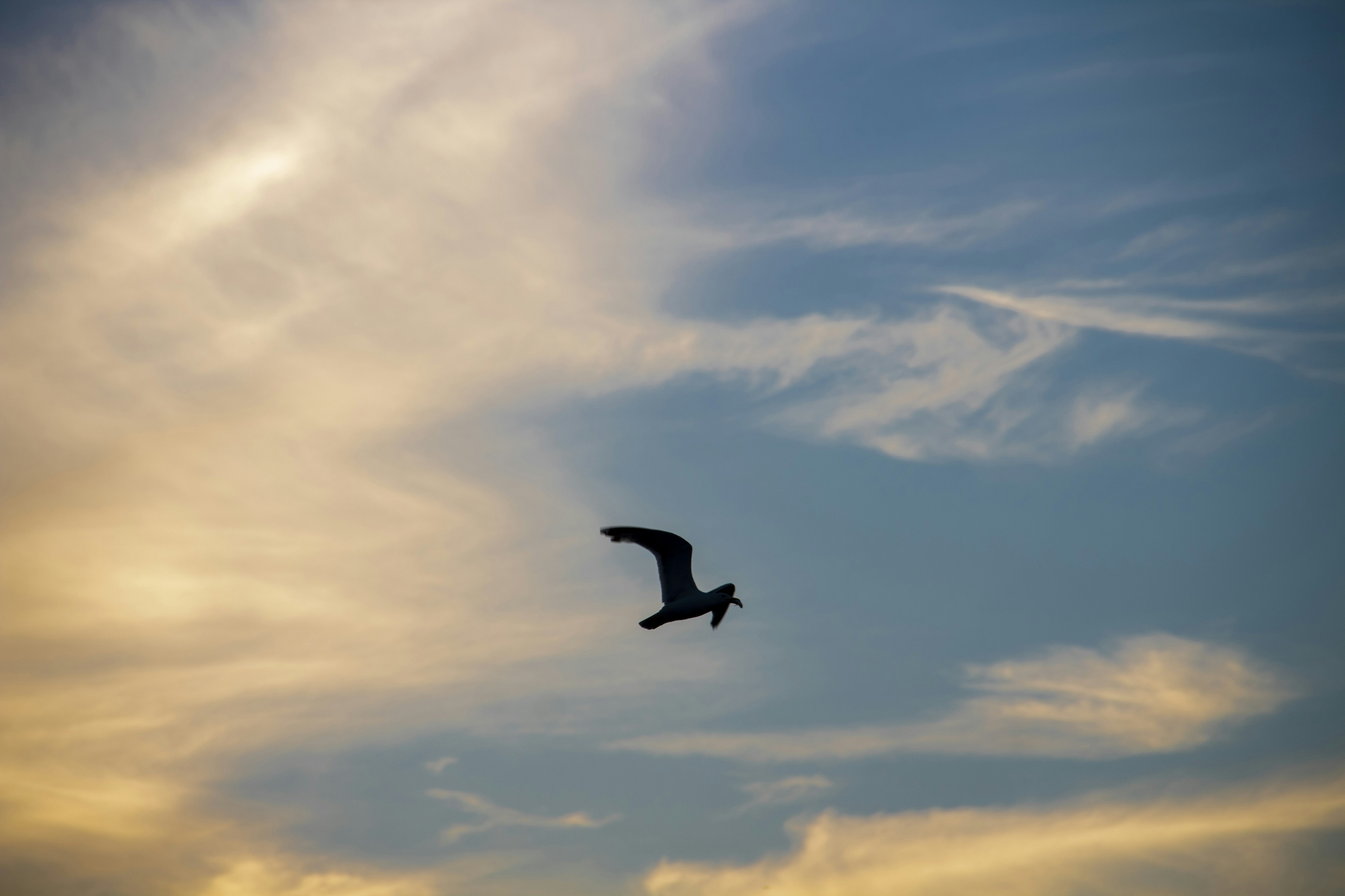 Silhouette in Flight Against a Painted Sky