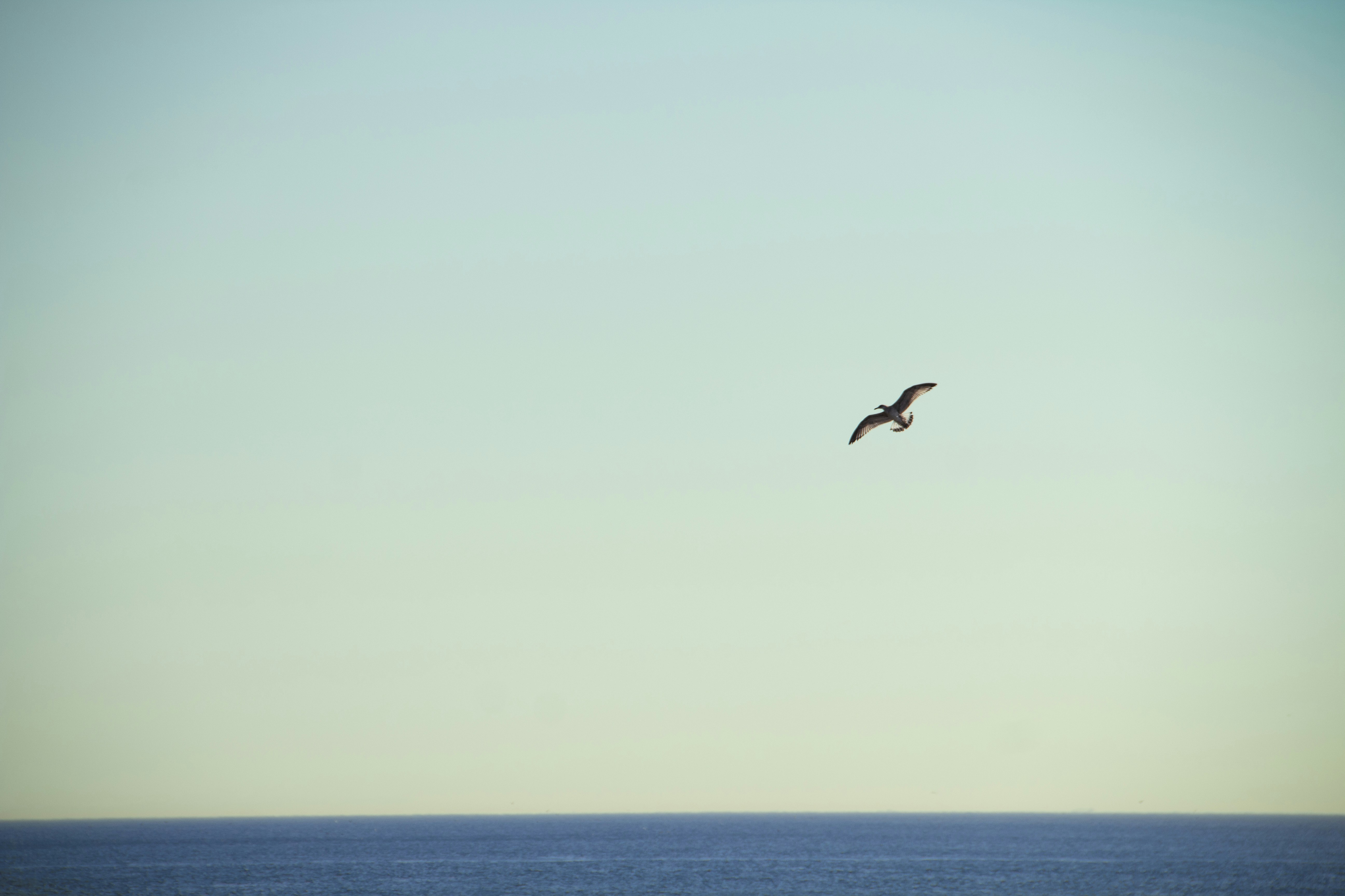 Seabird in Quiet Horizon