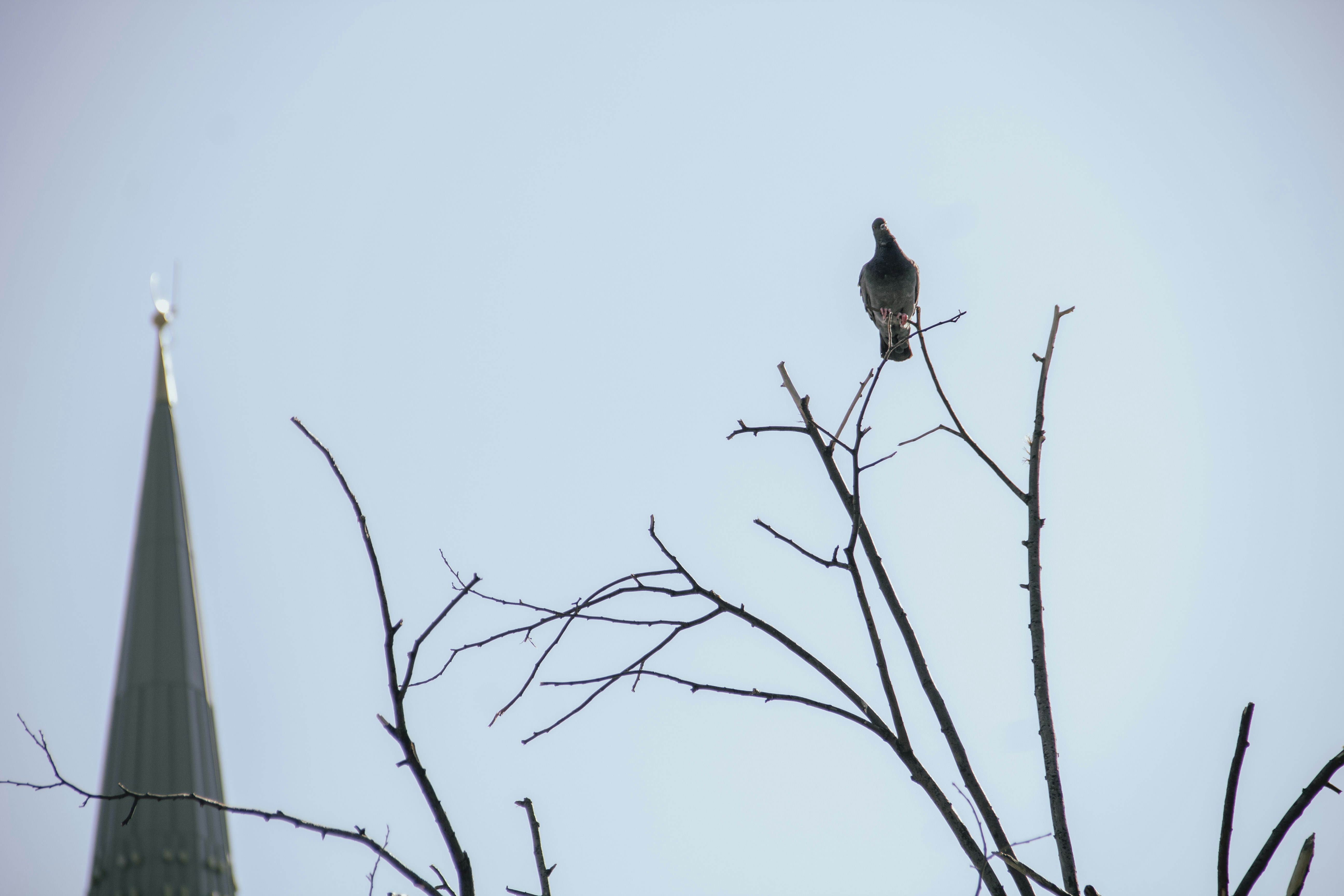 High in the Branches: A lone bird watches from the bare limbs