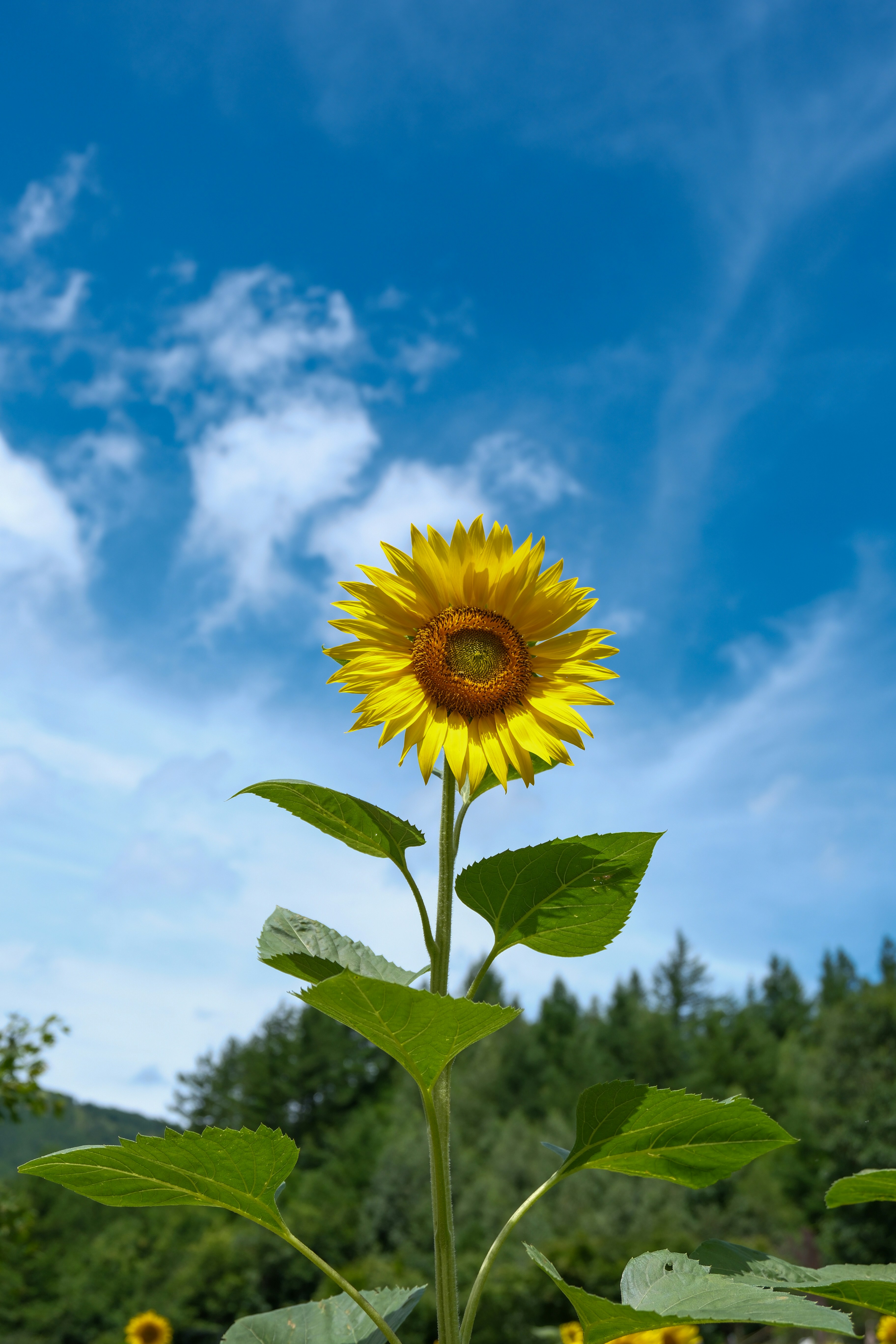 Bright sunflower reaching toward a clear blue sky with distant treeline; a single blossom forms the focal point in a rural meadow shot.