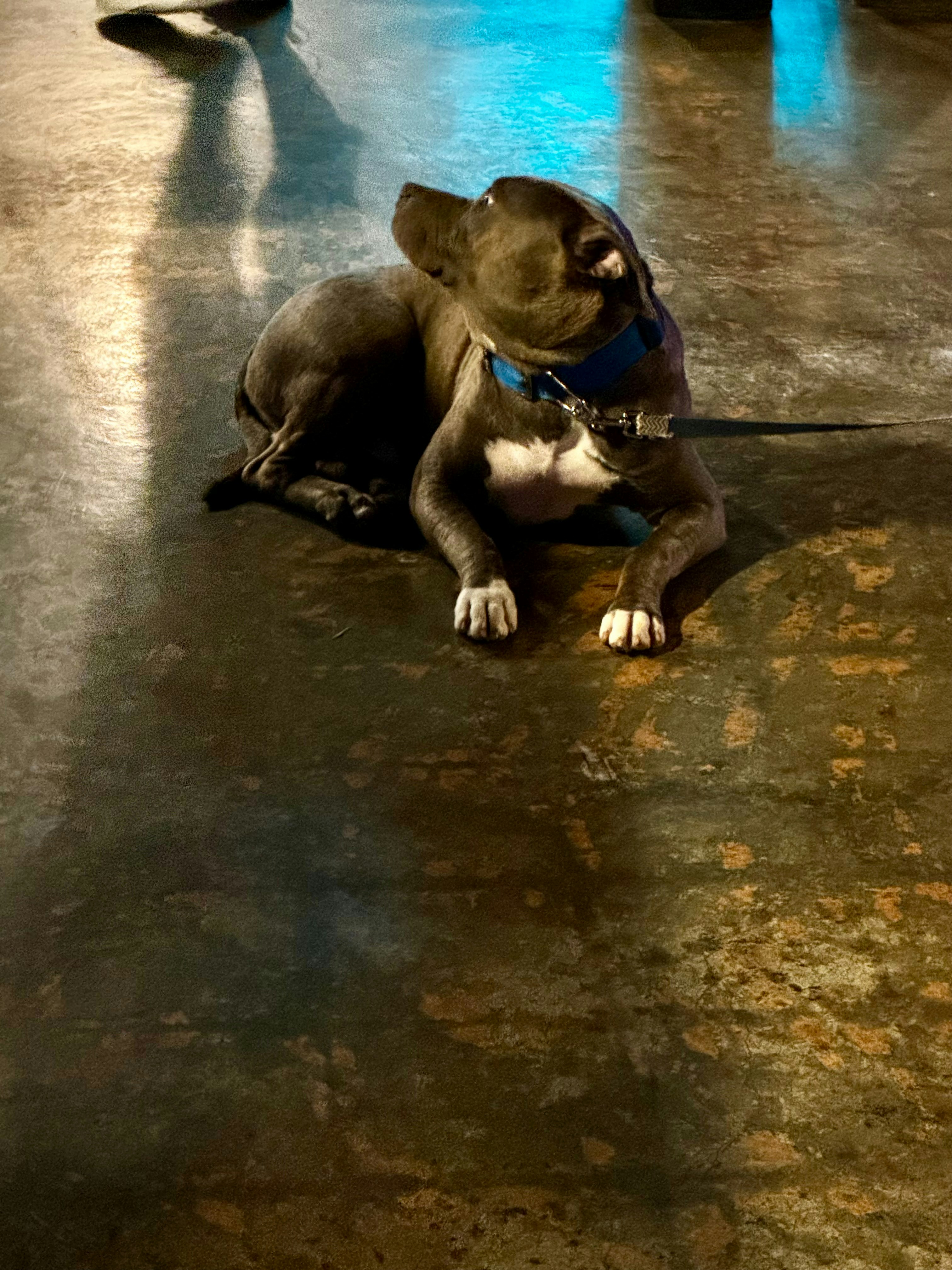 Small dog with blue collar lies on a worn concrete floor, gazing upward under blue-tinted lighting. A simple indoor scene focused on the animal's stance and expression.