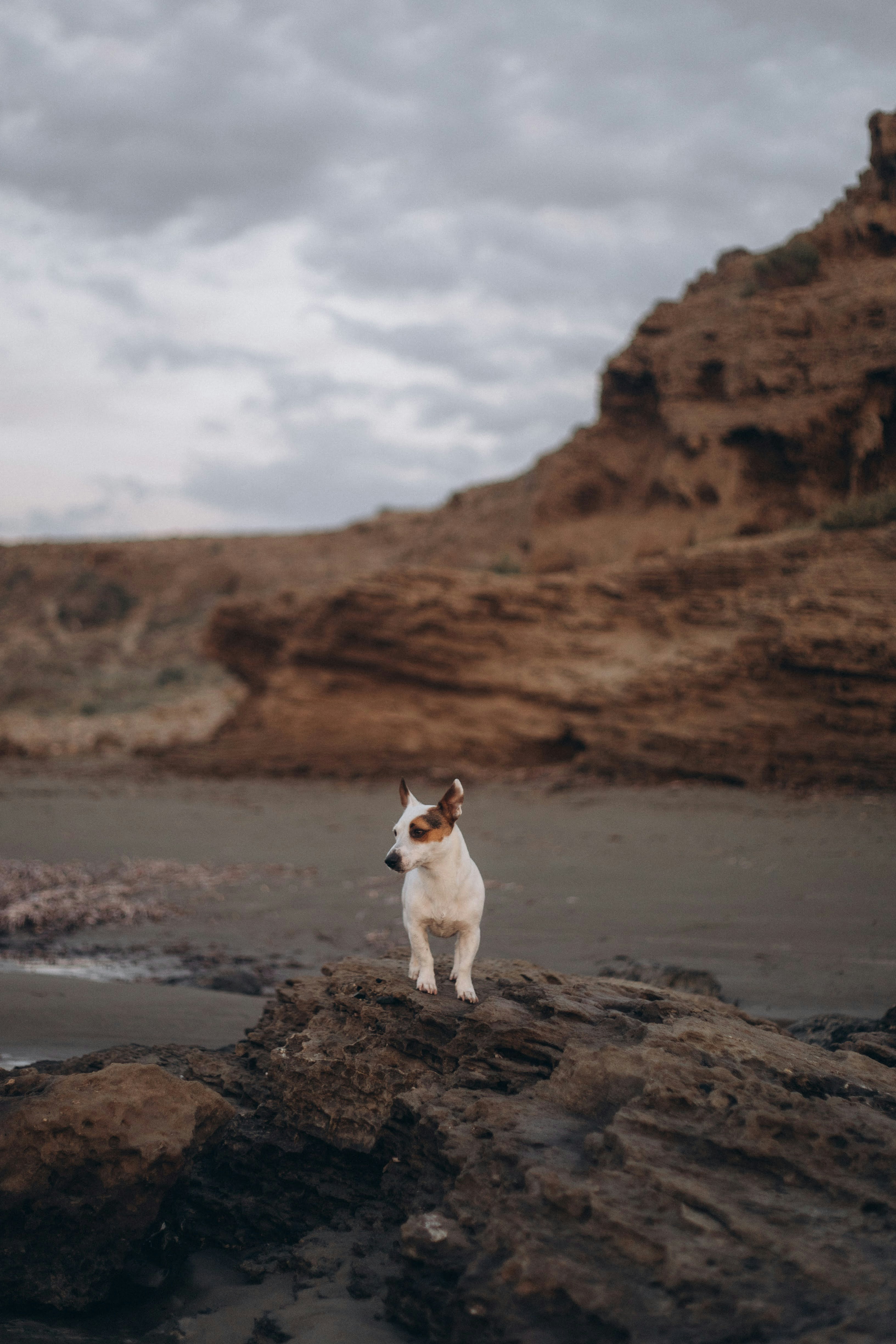 Little Island Wanderer on the Sea Cliff