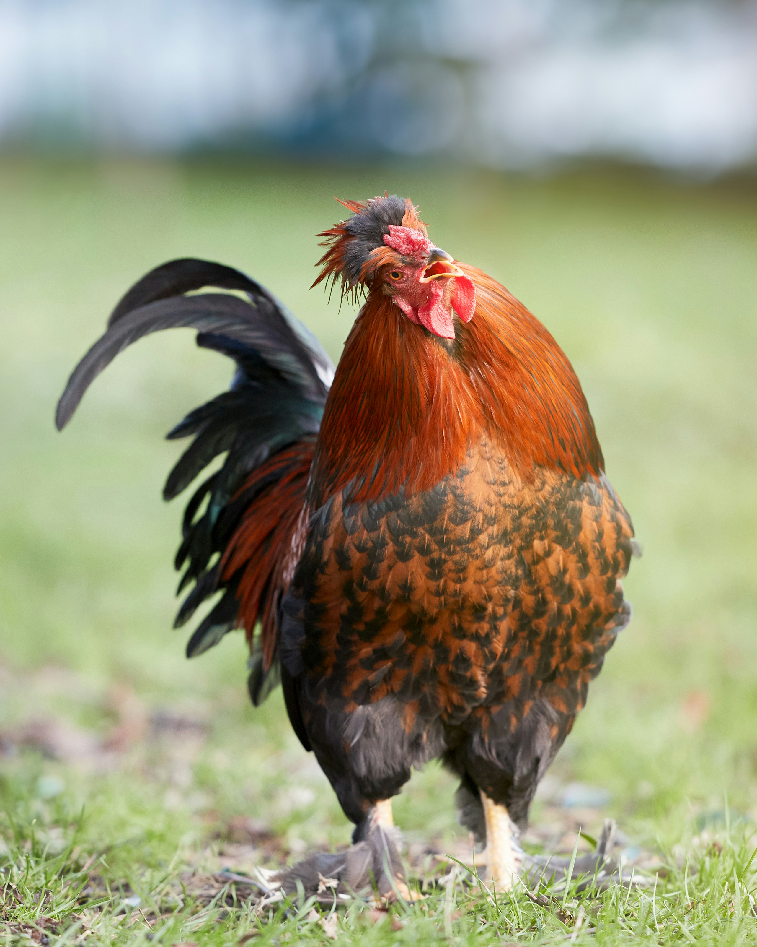 Rooster in Sunlit Field: Ember Feathers and Attentive Gaze