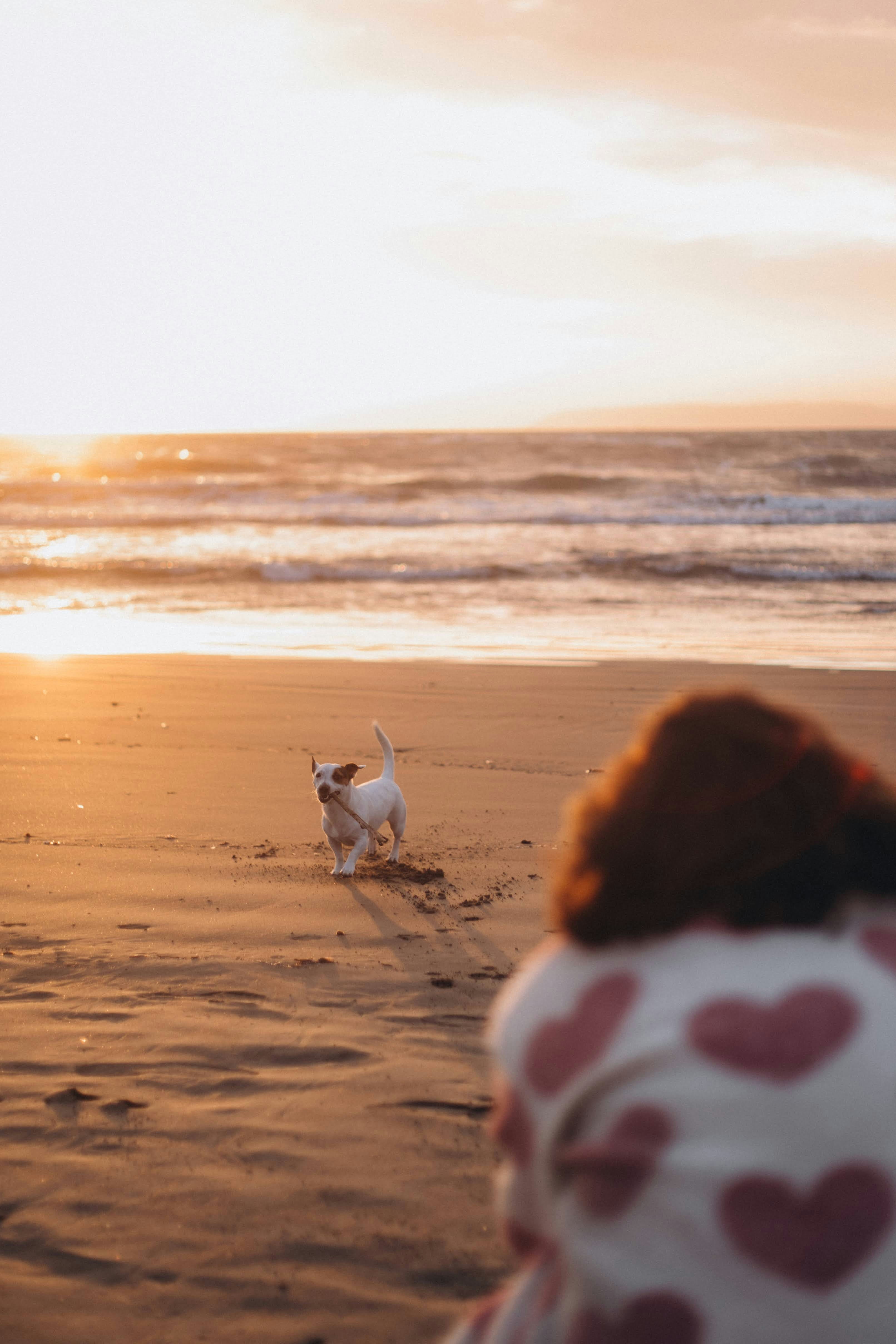 Sunlit Beach Serve: A Dog in Motion at Dusk