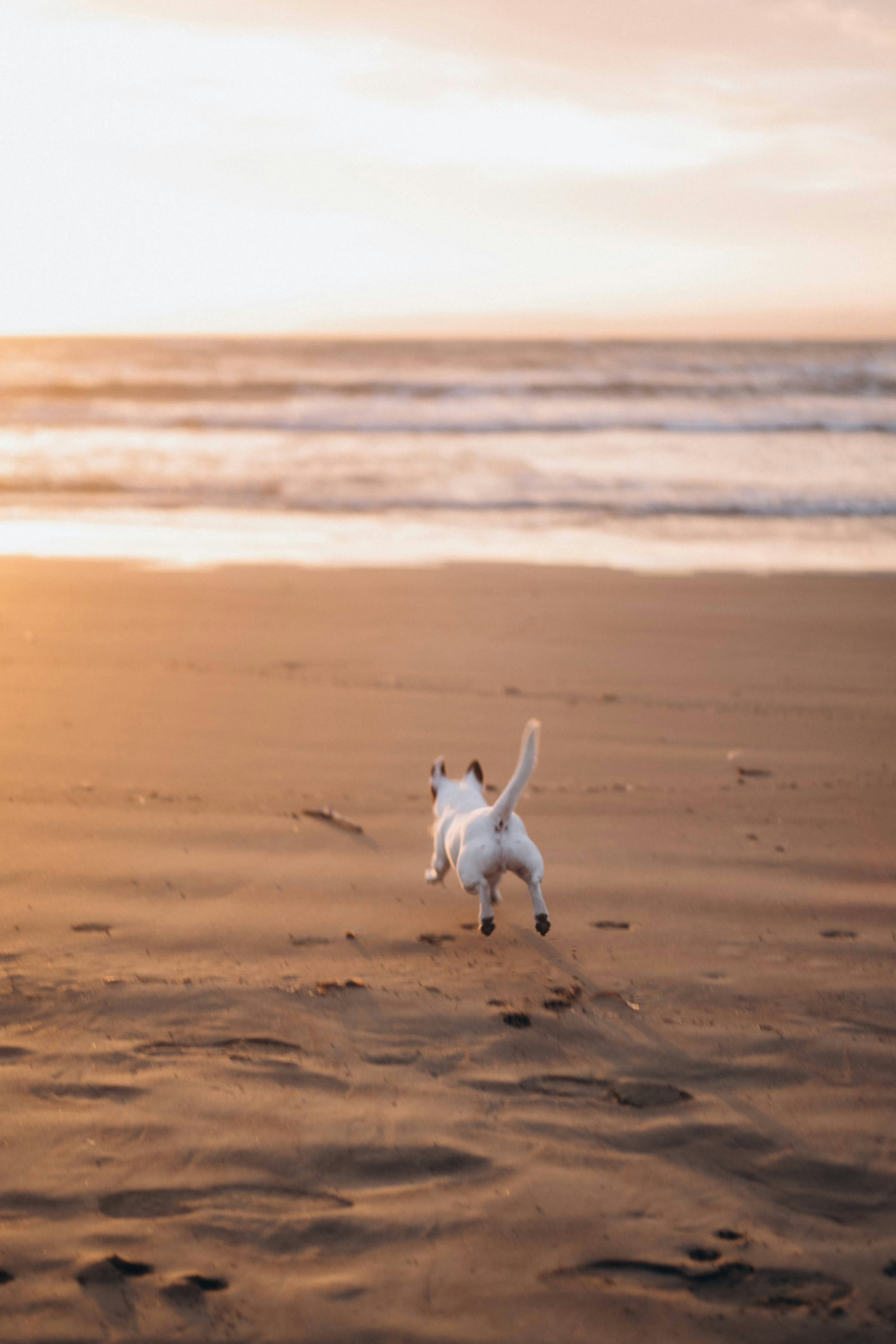 Running toward the horizon: a playful escape on sunset sands