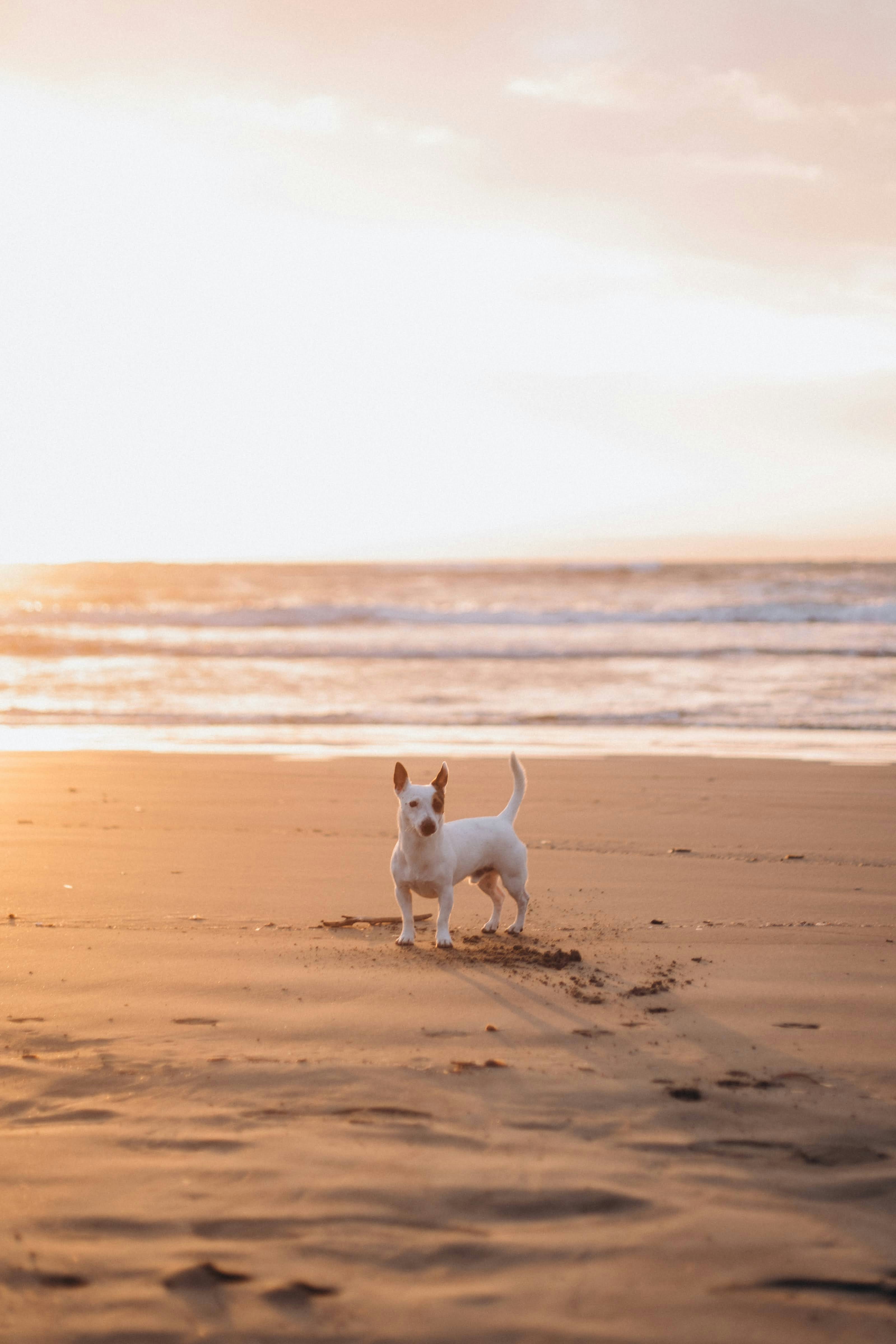 Coastal Canine: A Dog on Sunset Sand