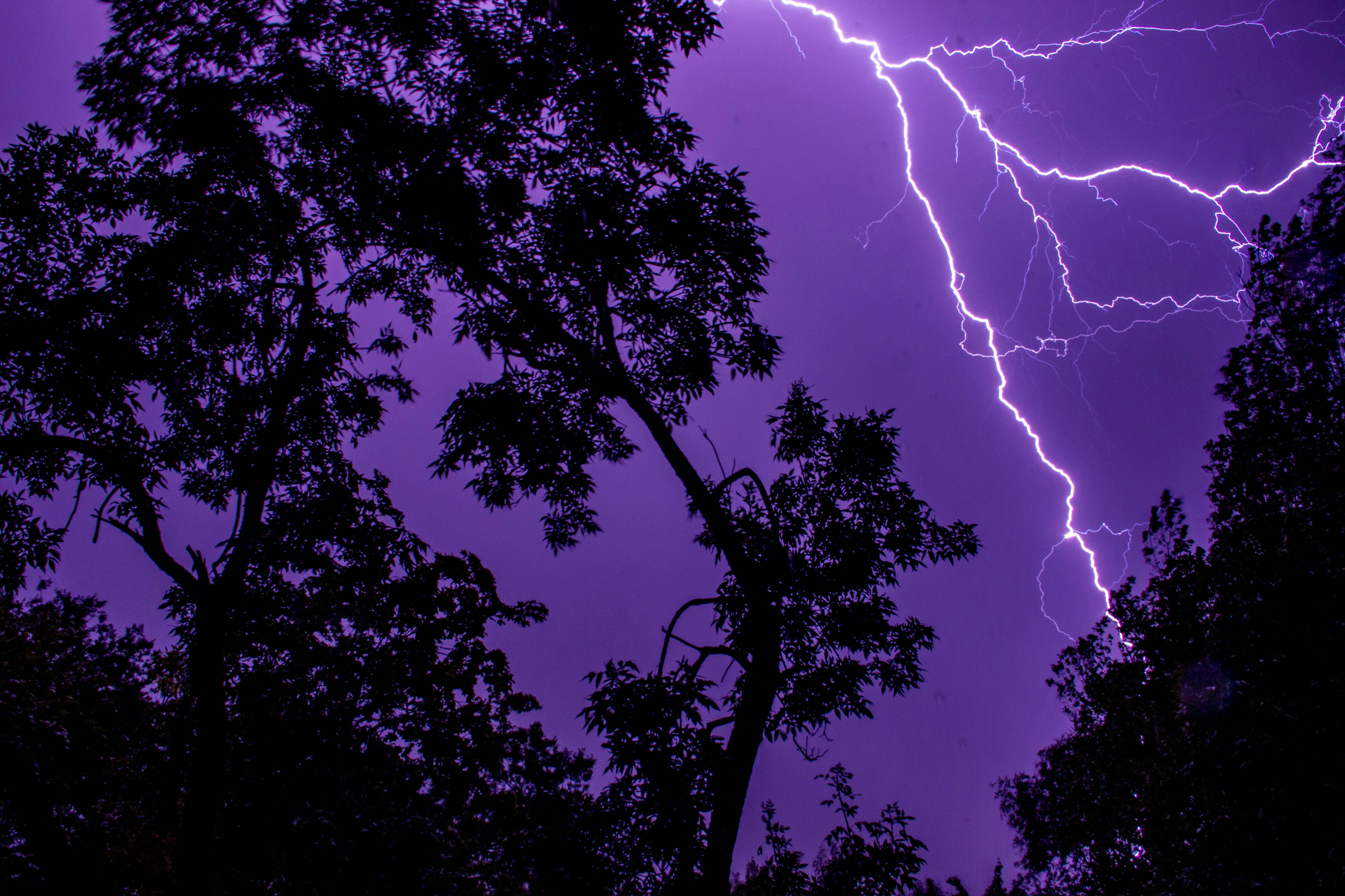 Lightning in Violet Canopy: Night Sky’s Electric Veins