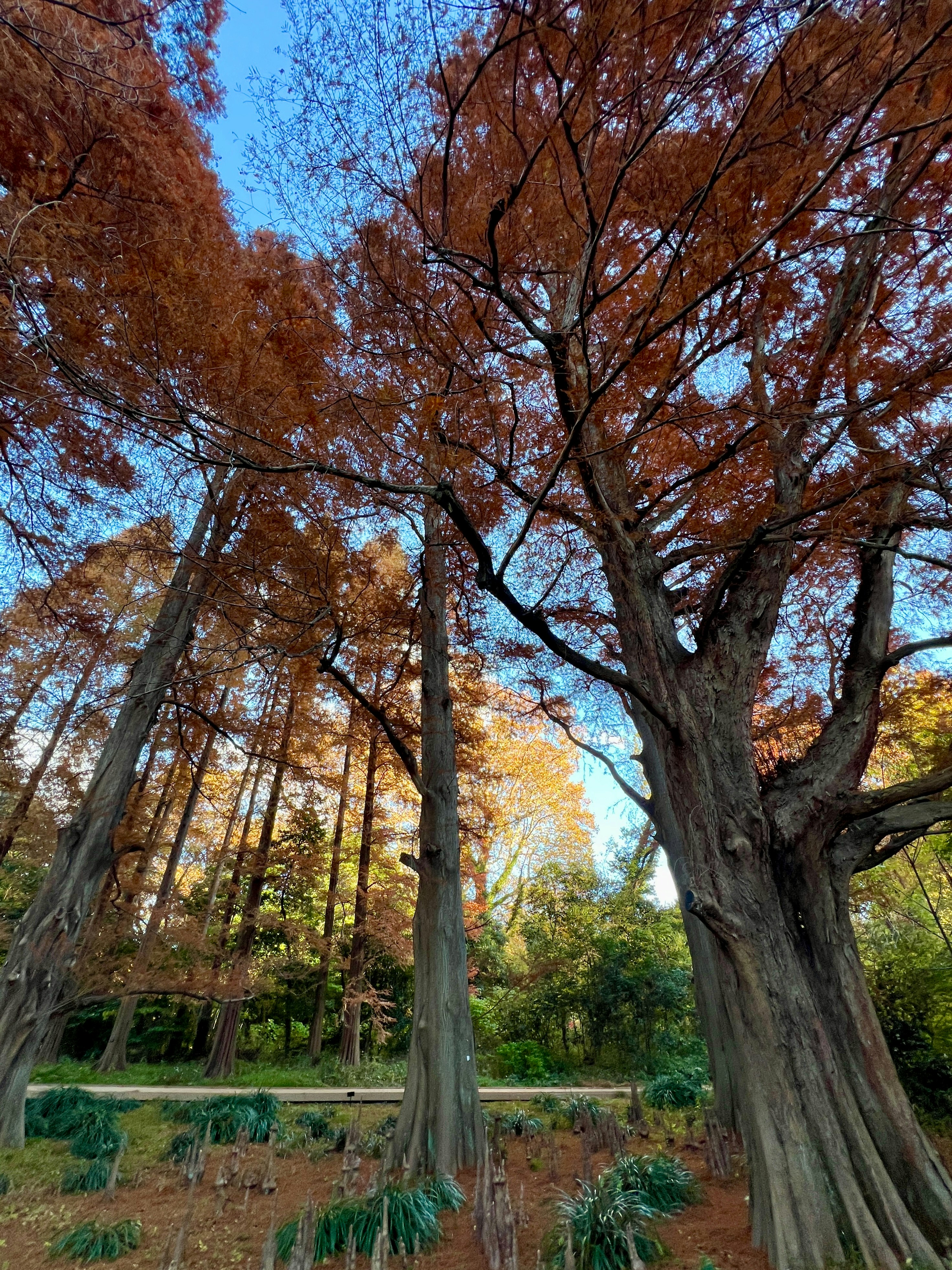 Autumn canopy over a tranquil park pathway