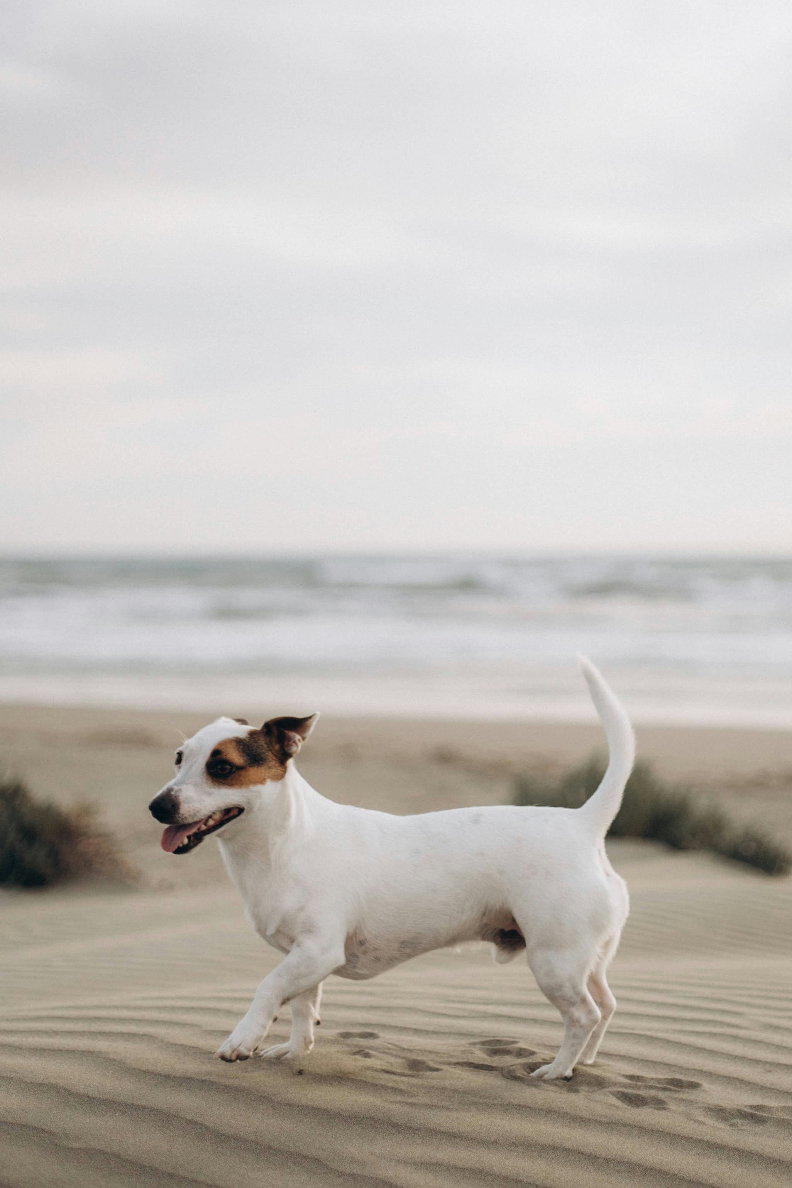 Dog on the Dune: A Joyful Beach Stroll