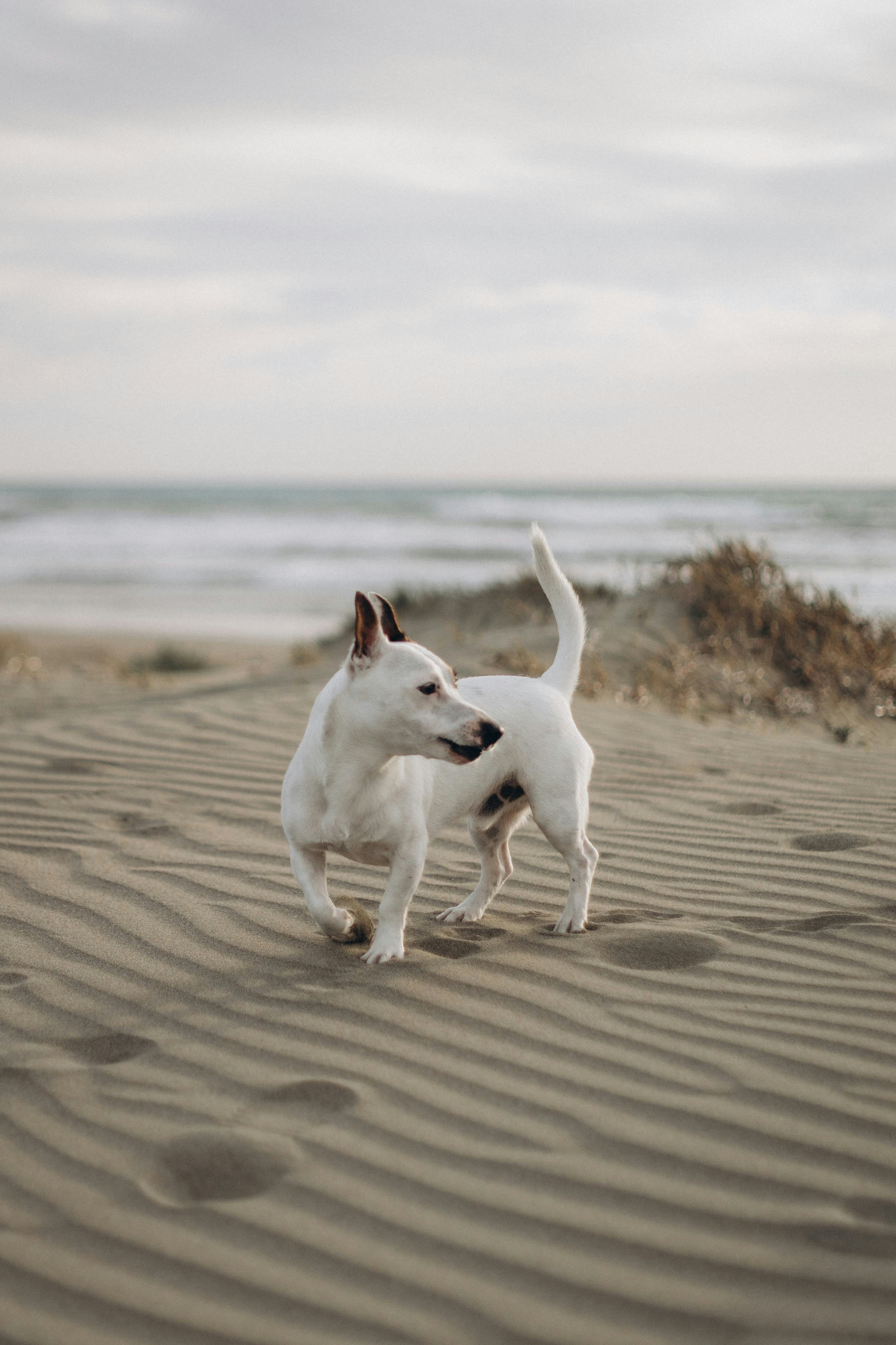Playful White Dogs on Wind-Swept Beach