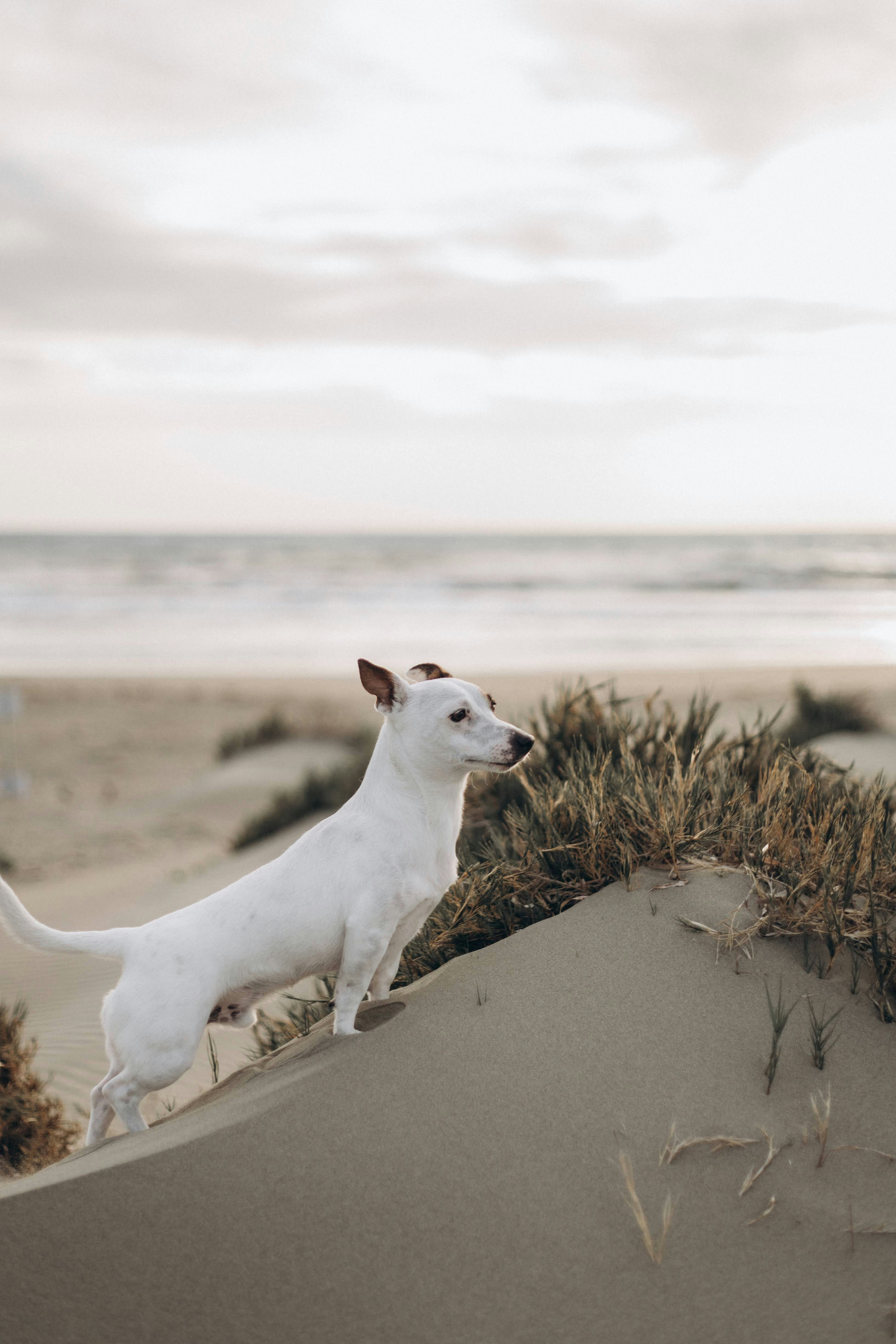 White Terrier on a Sand Dune Against a Quiet Seaside Horizon