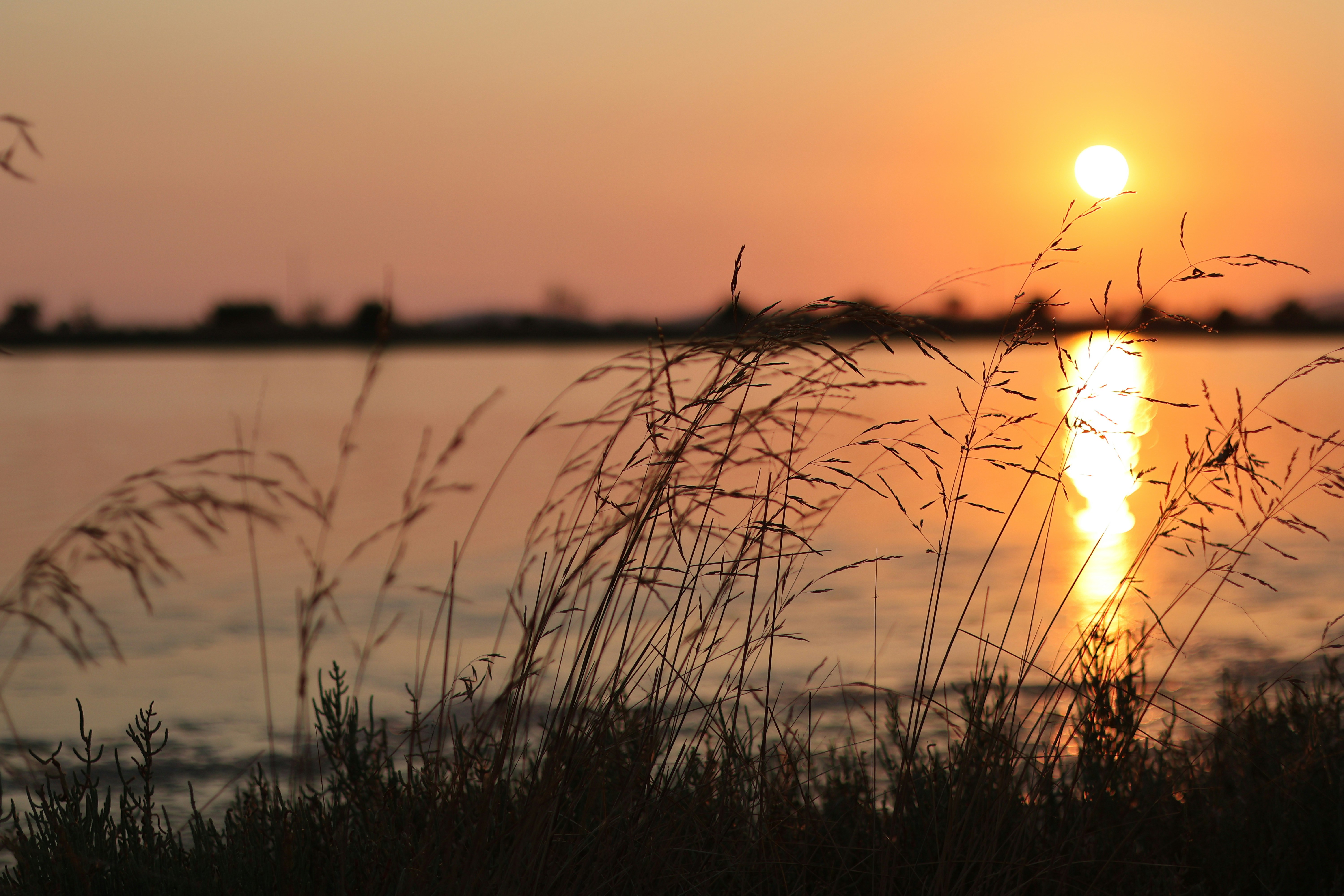 Sunlit reeds at water’s edge during golden hour