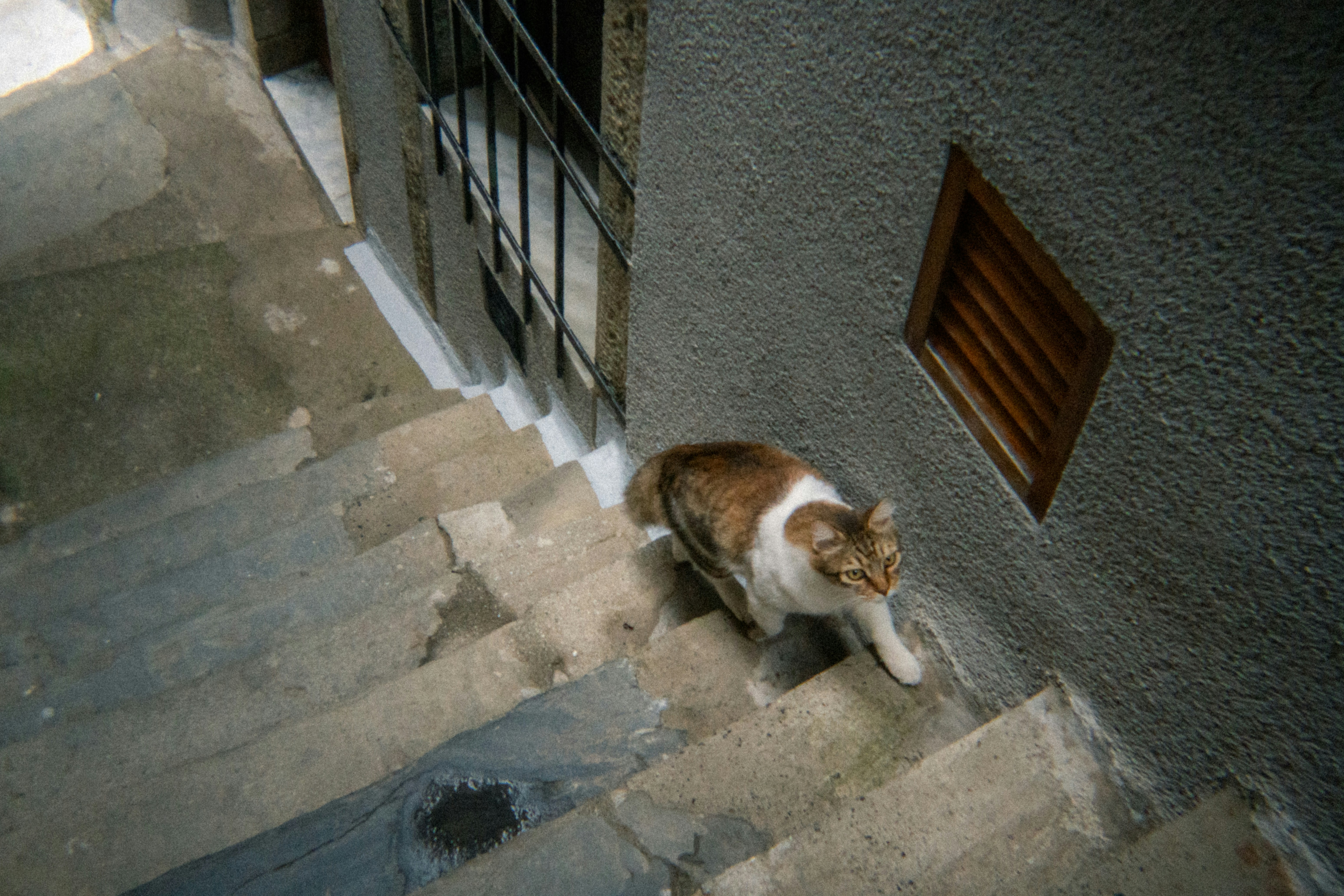 Cat on a Concrete Descent: A Quiet Moment in the Stairwell
