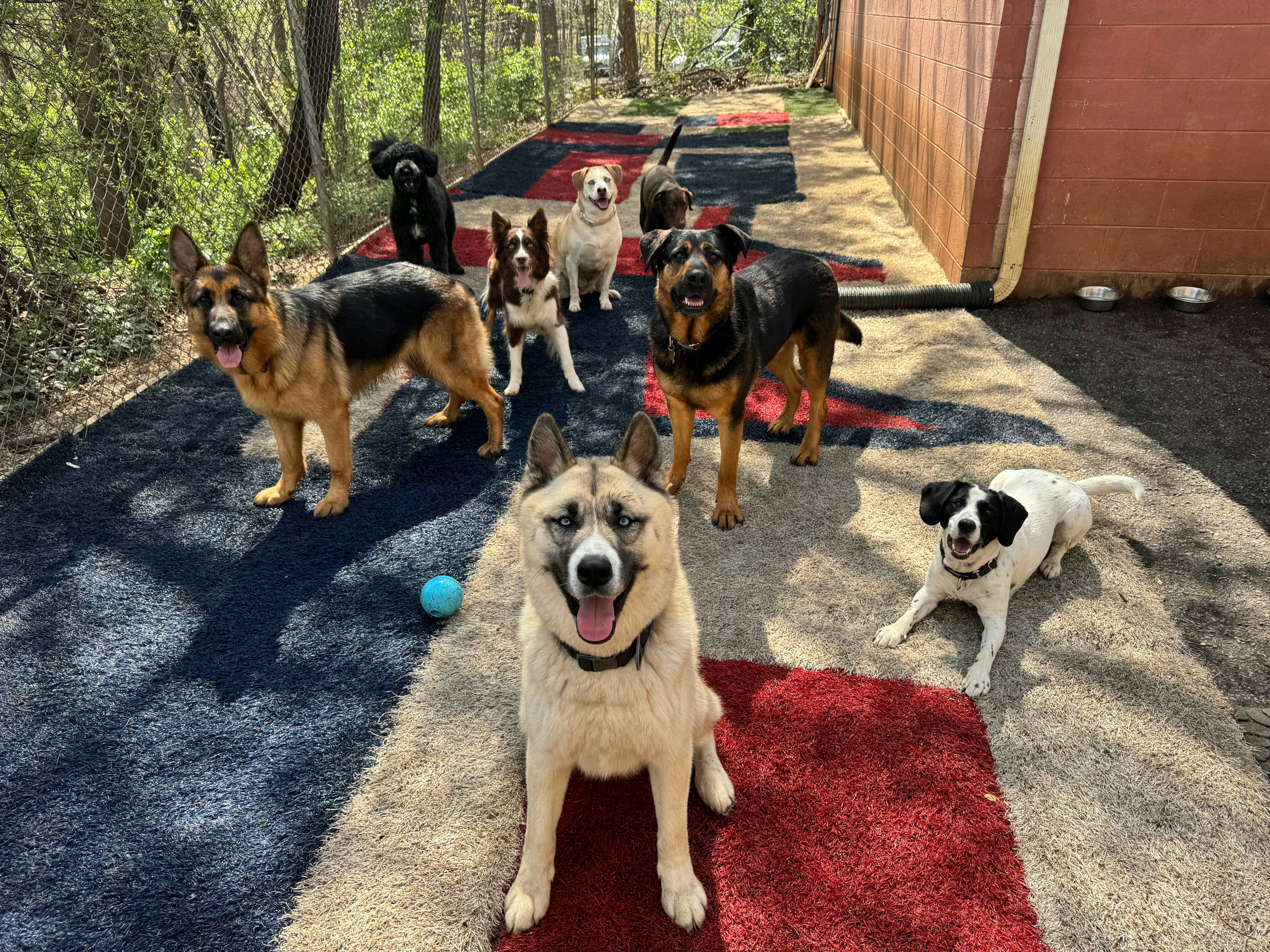 Pack Portrait: A Soaring Playground of Paws