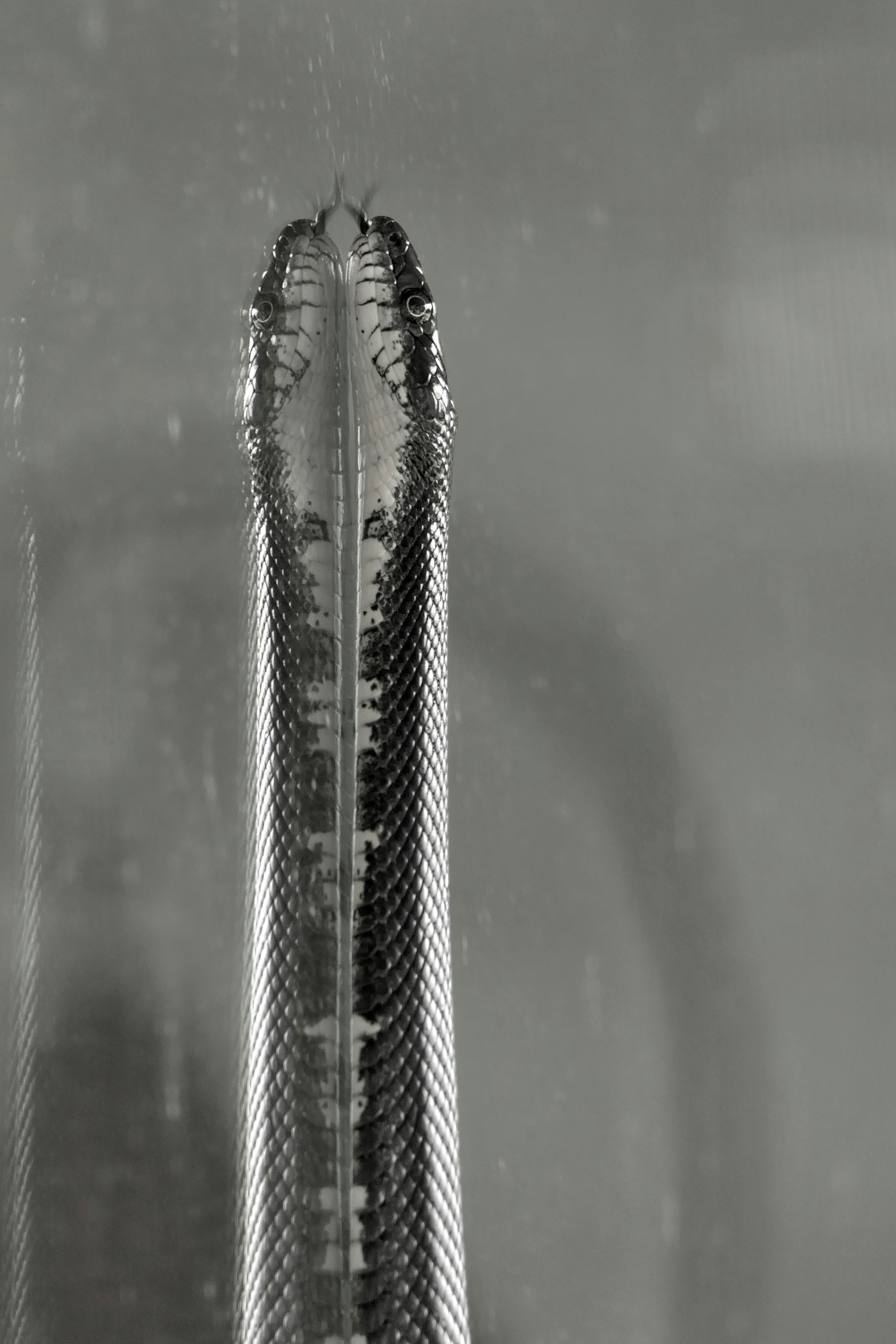 Macro Torch: a close-up of a glass-encased needle-like object