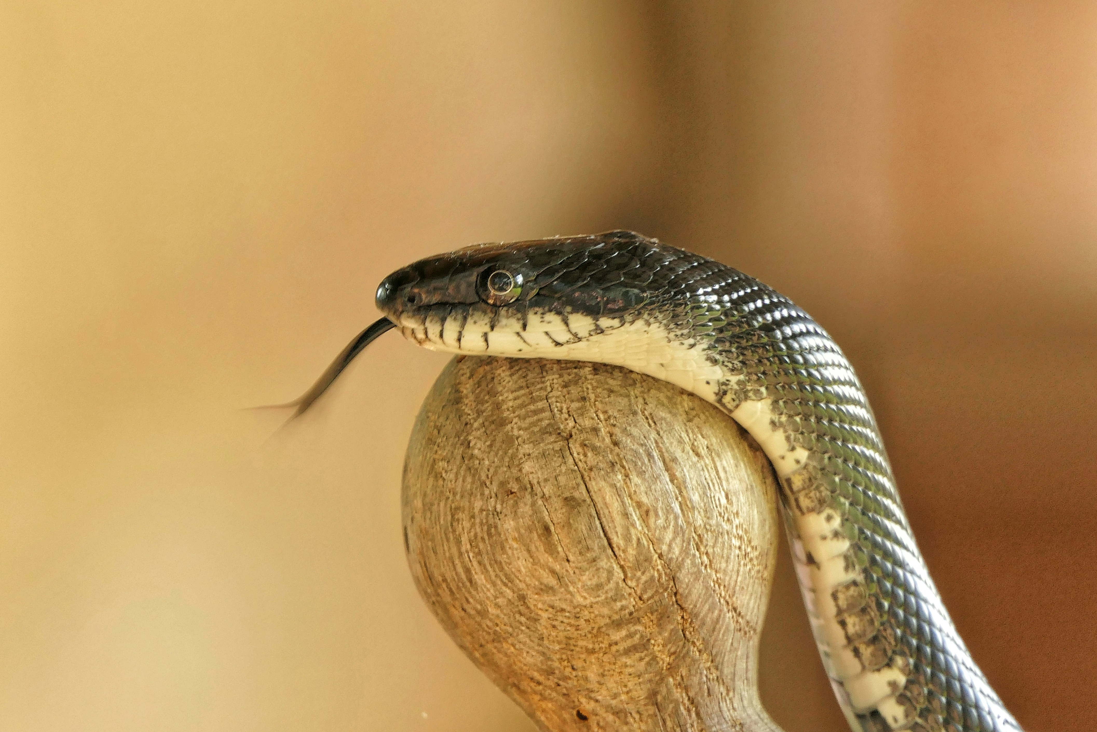 Curious Snakeskin: Headlift on a Wooden Post