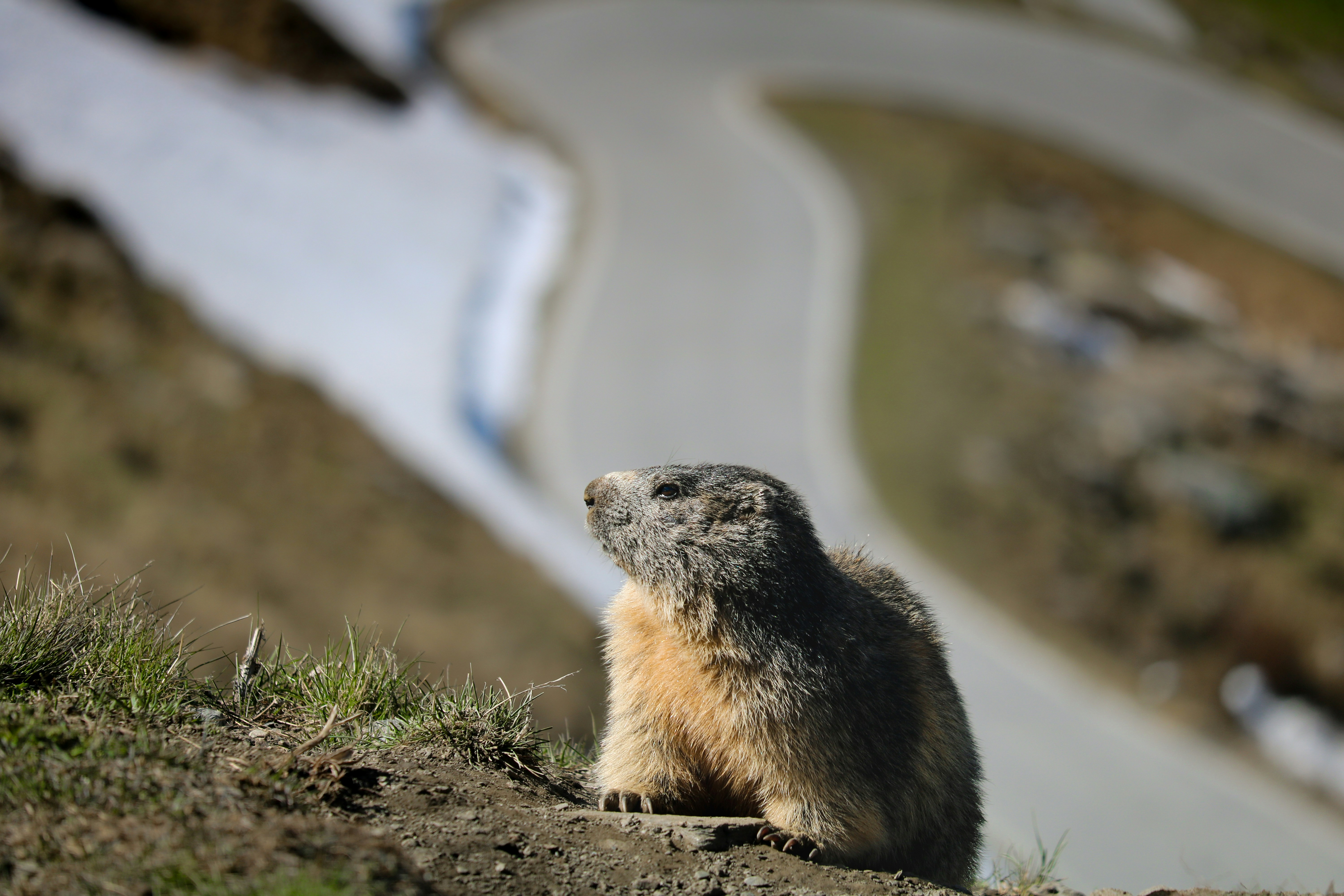 Stubborn Sentry on the Alpine Slope