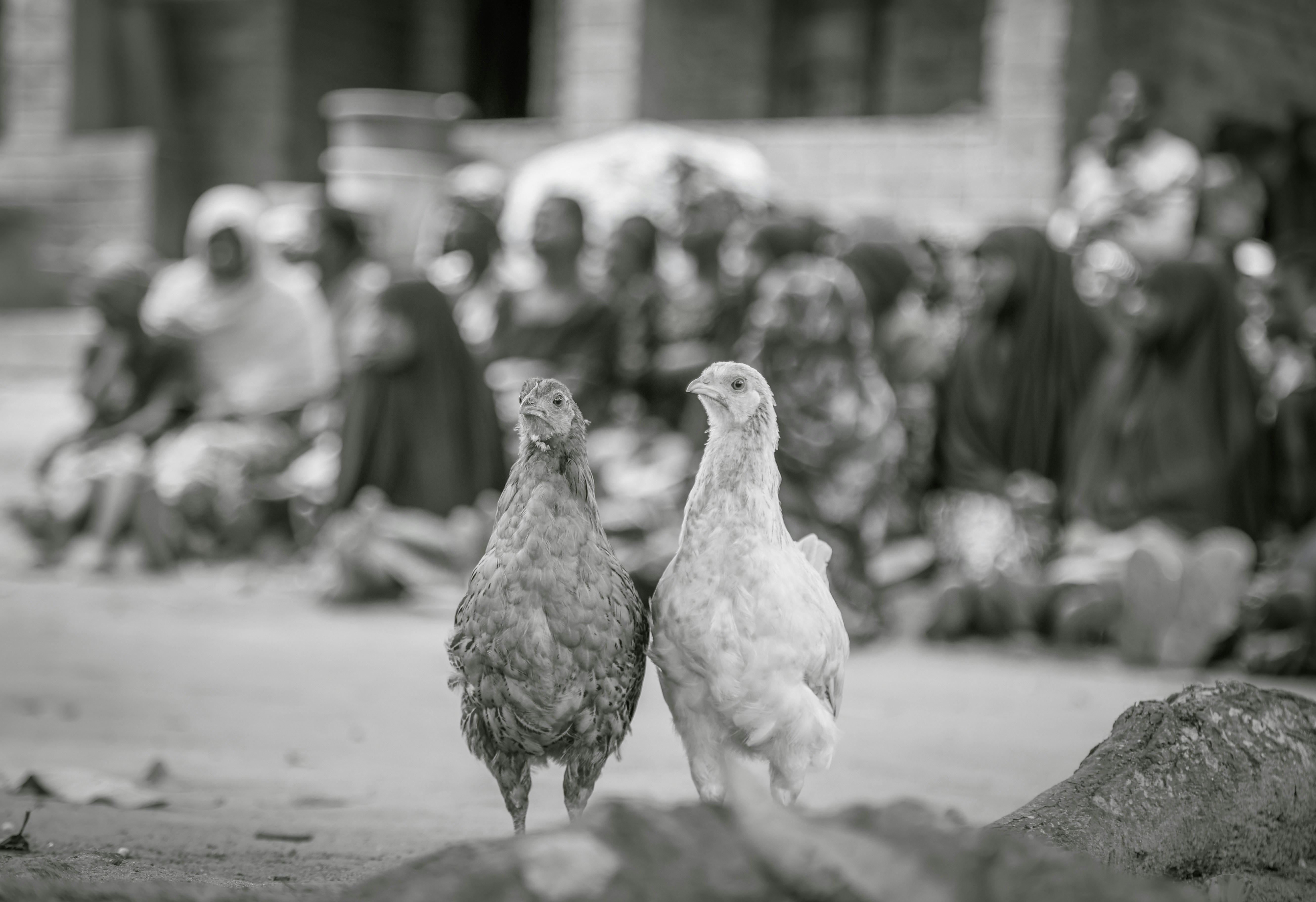 Two Vignettes: A Pair of Pigeons Anchored in a Quiet Square
