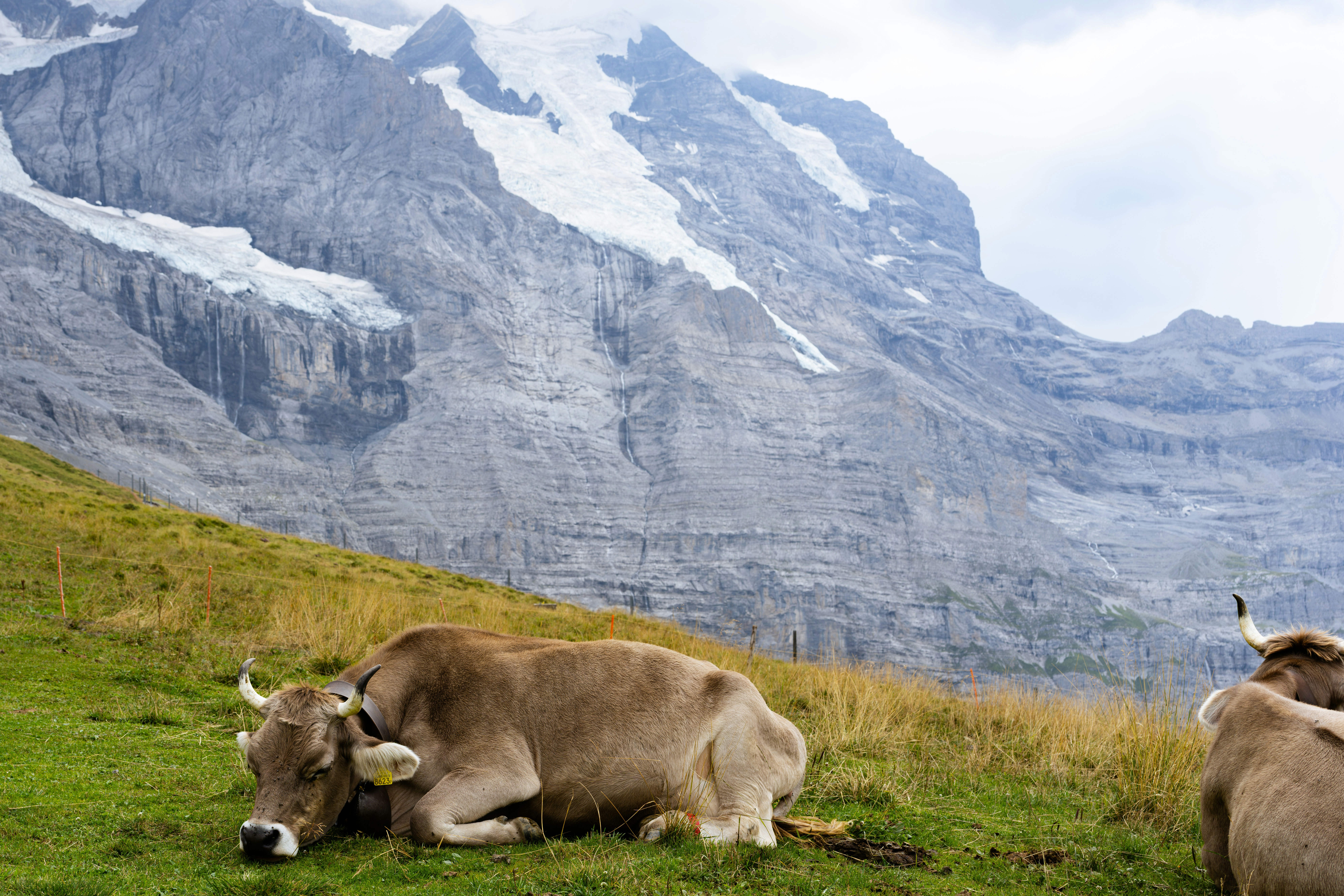 Resting Herd Beneath Alpine Majesties
