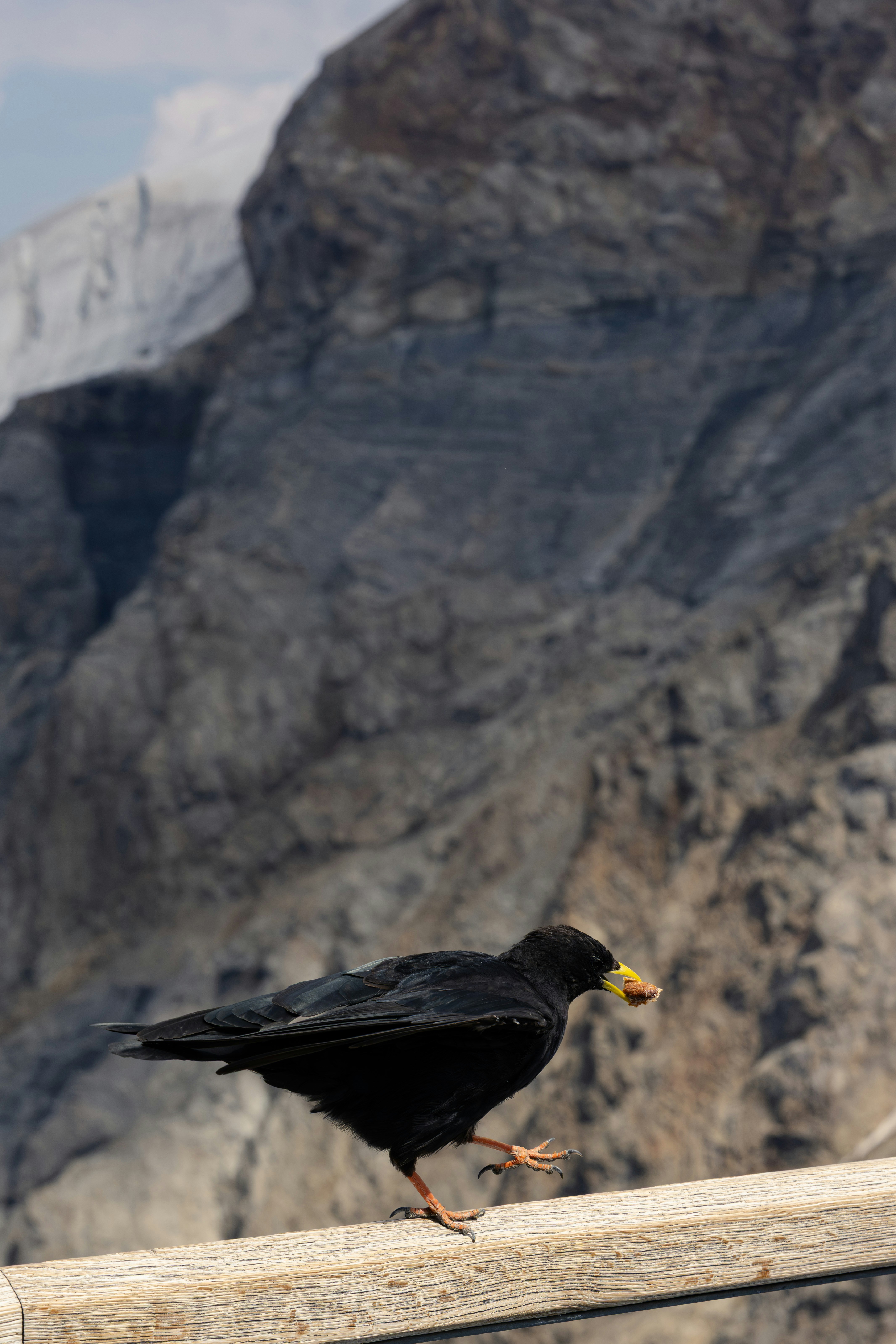 Rocky Clifftop Hover: A Crow Perched on the Rail