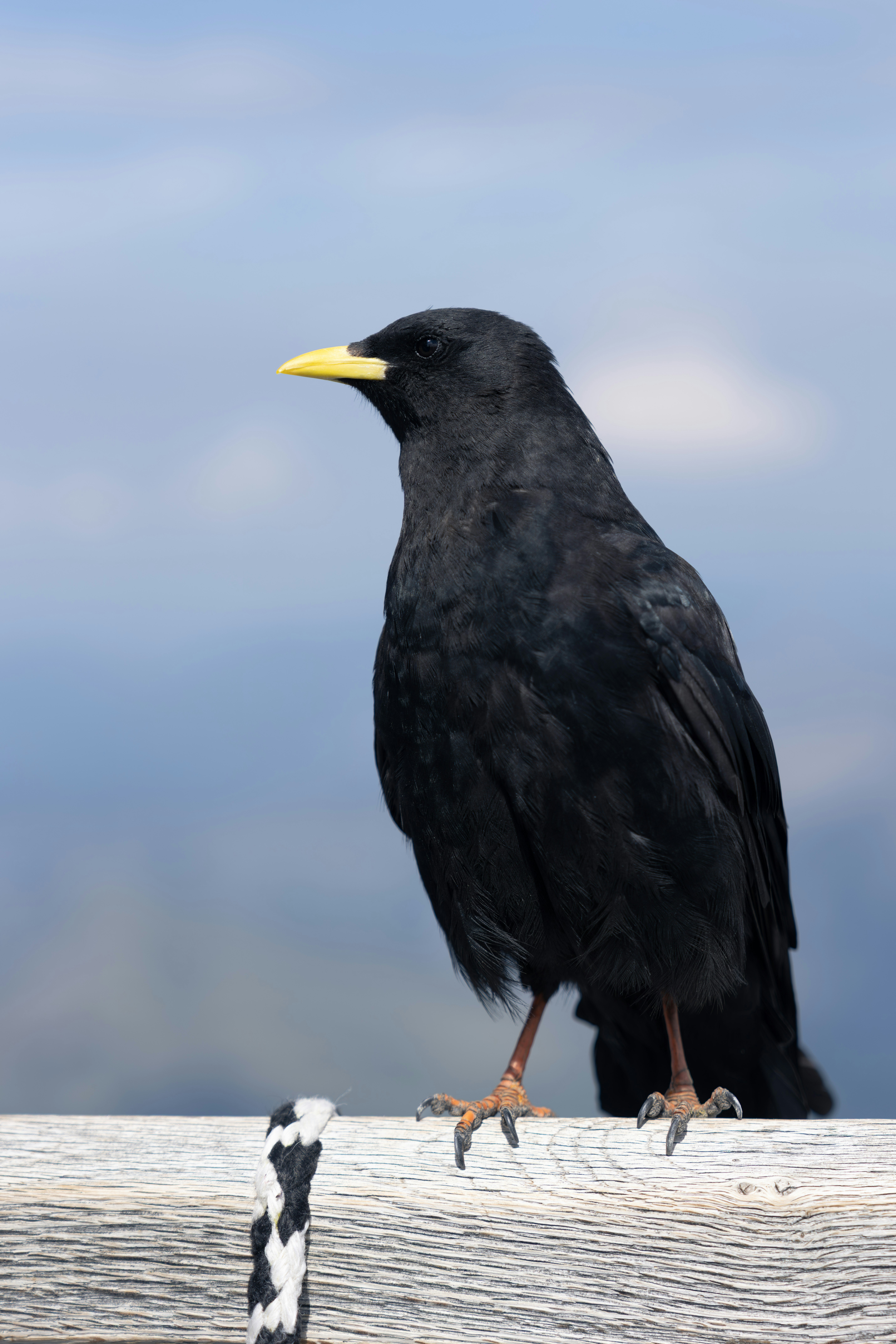 Black-Crested Silence: A Crow Perched on Weathered Wood
