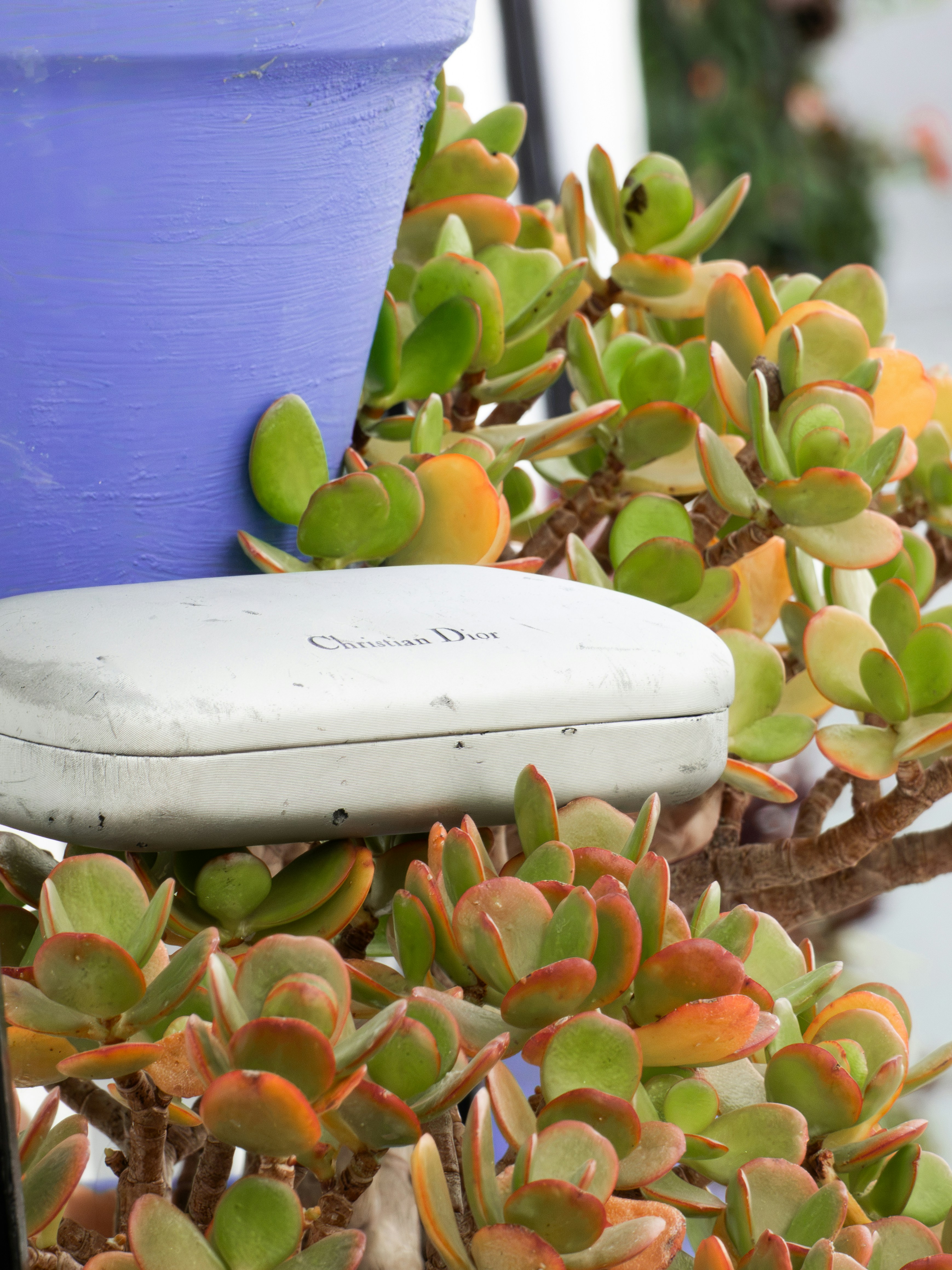 Succulent Escape: A roadside of greens and lilac with a Dior case resting among the leaves