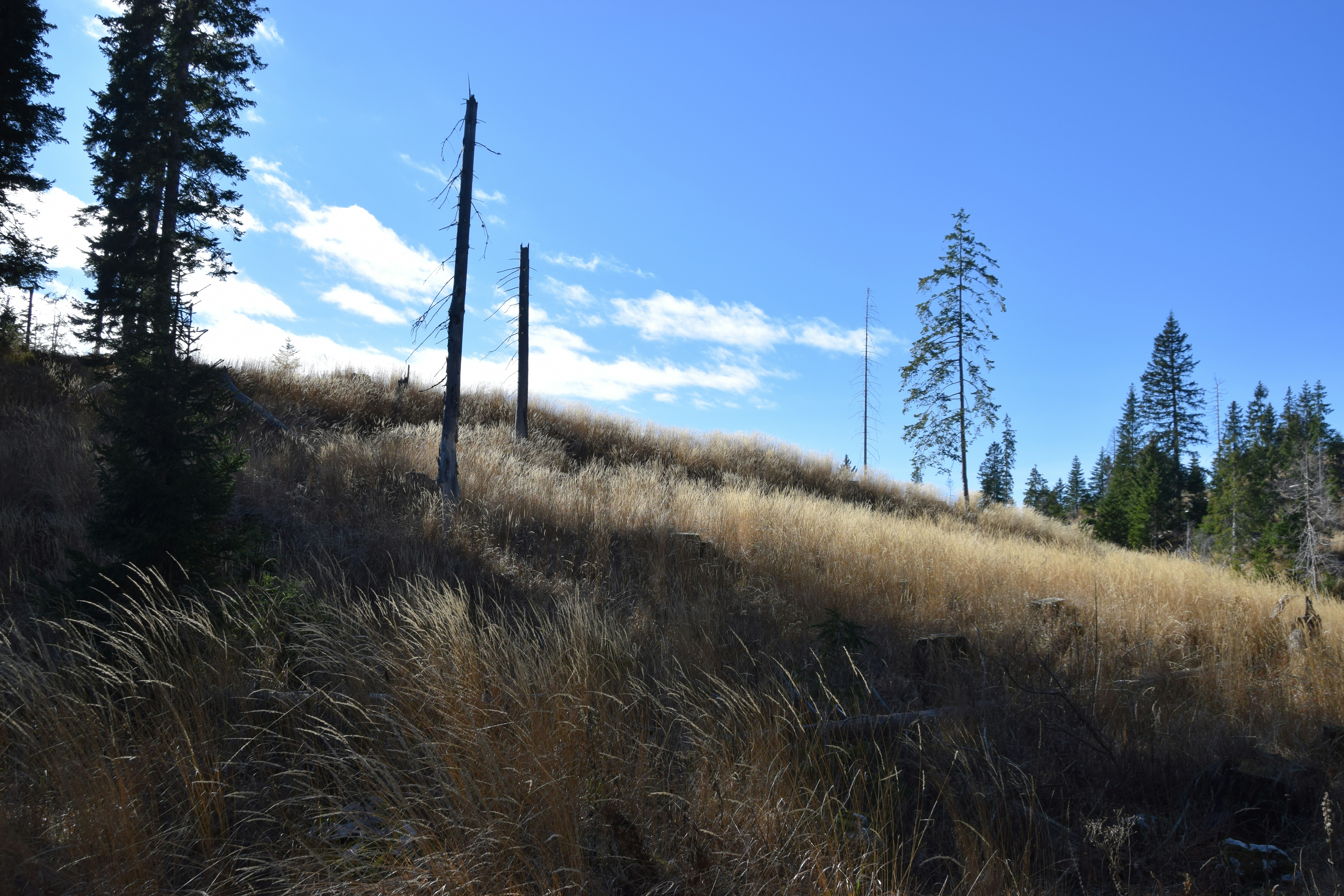 Wind-swept hillside with weathered posts under a clear blue sky